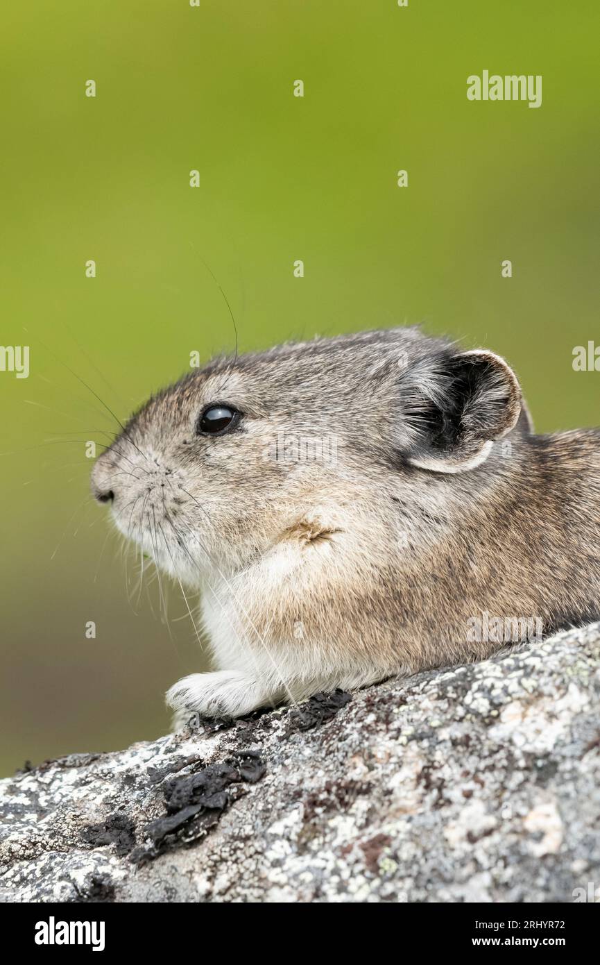 Alpine pika hi-res stock photography and images - Alamy