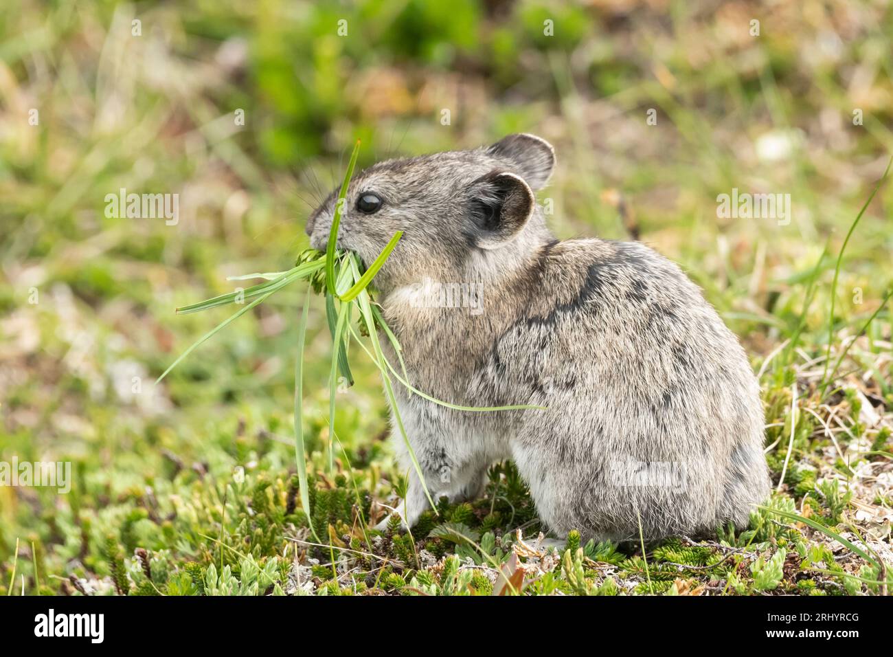 Collared Pika (Rock Cony) Gathering Plants, Alaska Stock Photo - Alamy
