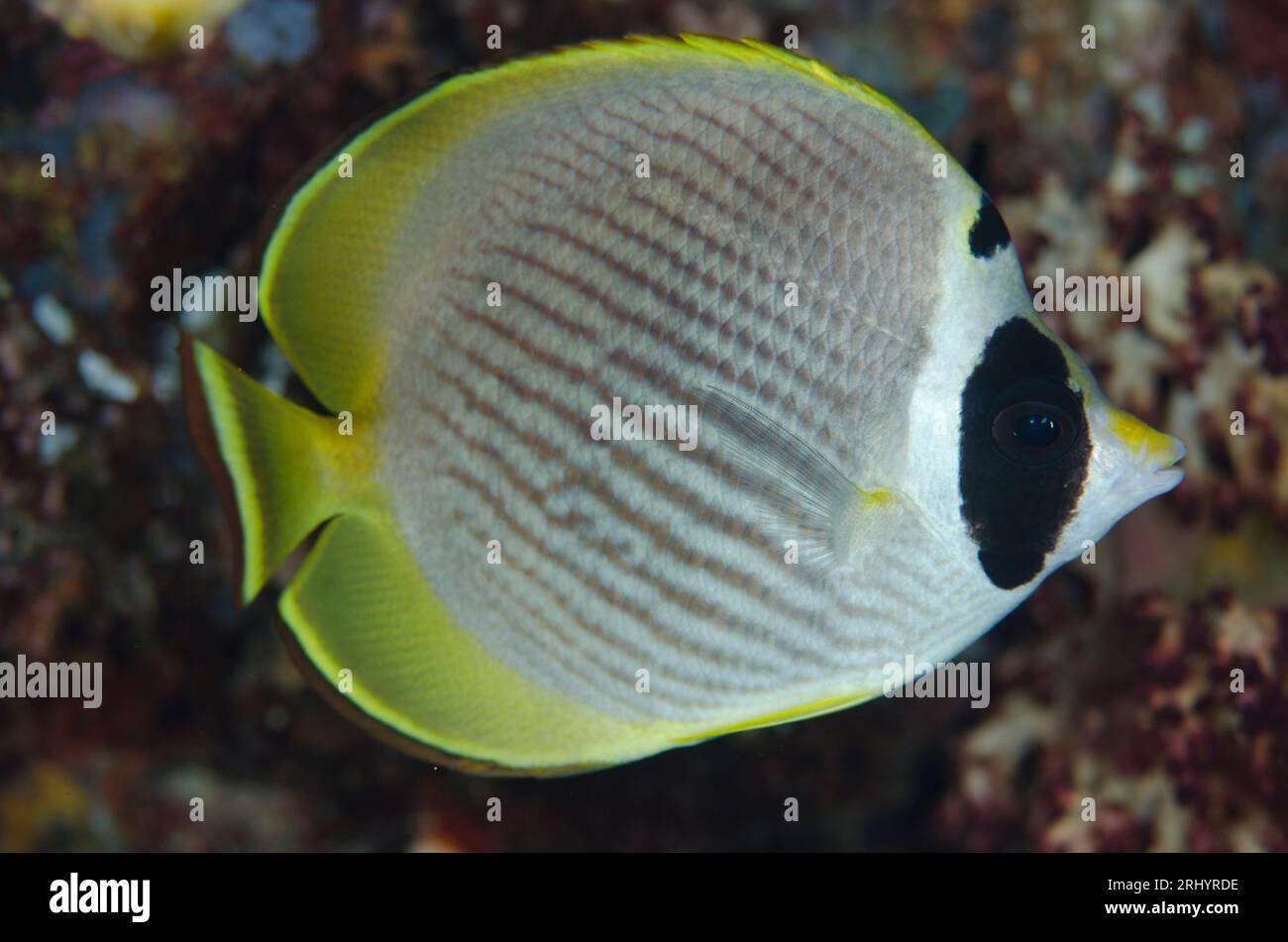 Panda Butterflyfish, Chaetodon adiergastos, Romeo dive site, Wayil ...