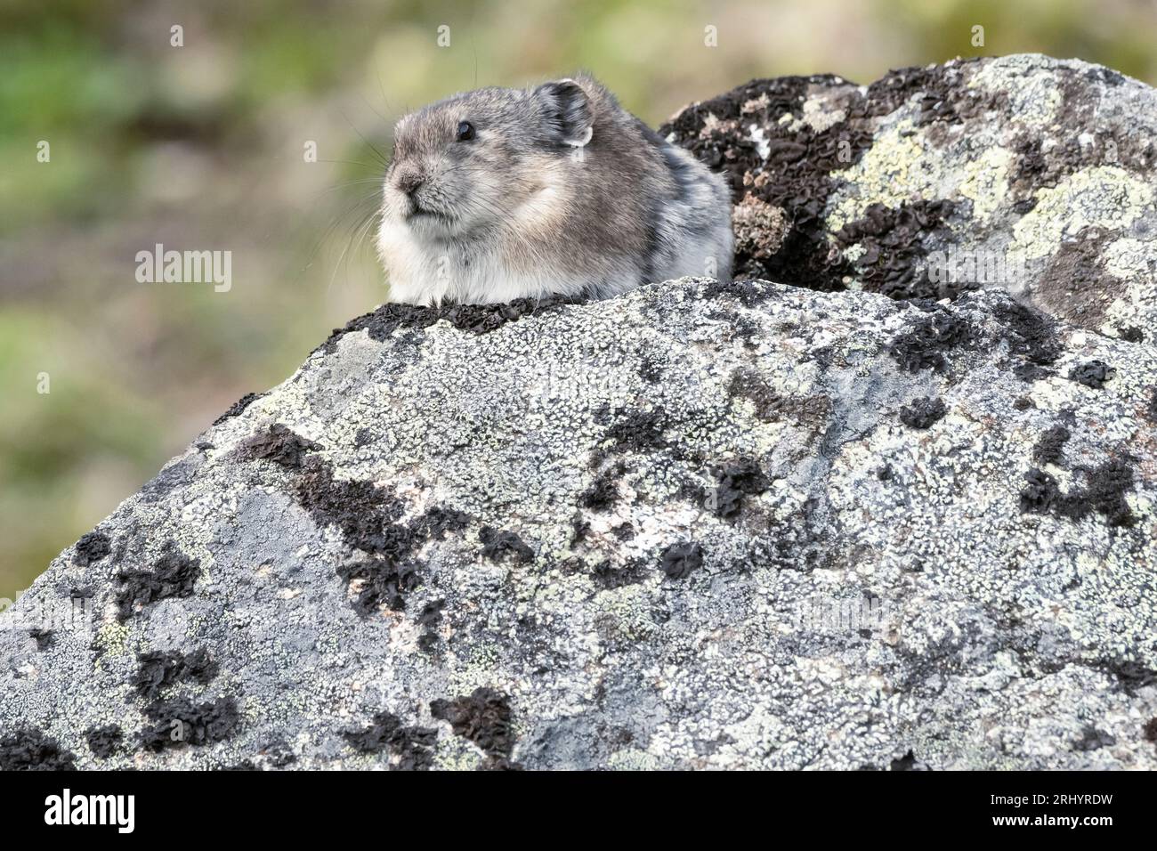 Collared Pika: Rock Coney; Alpine; Alaska Stock Photo - Alamy