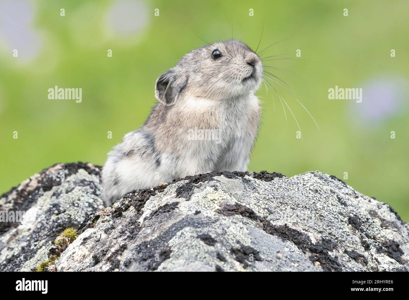 Collared Pika: Rock Coney; Alpine; Alaska Stock Photo - Alamy