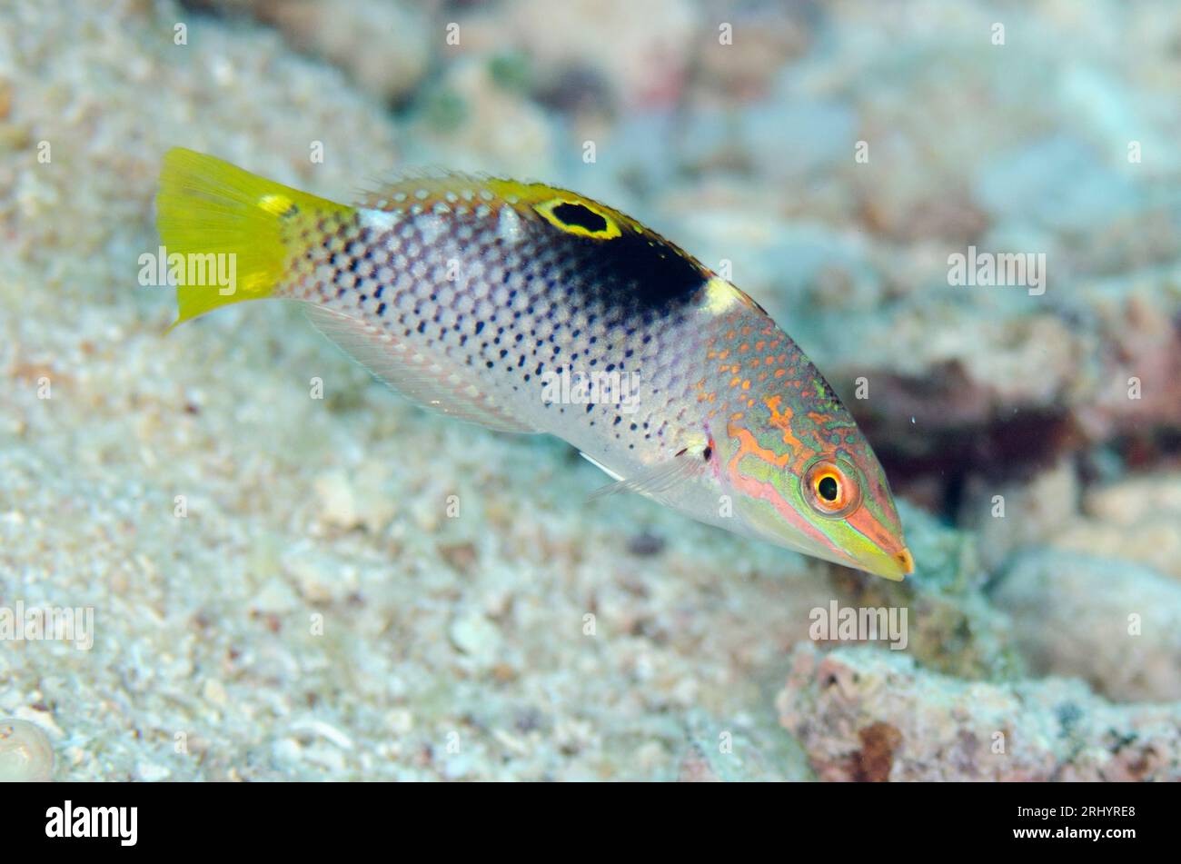 Immature Checkerboard Wrasse, Halichoeres hortulanus, Romeo dive site ...