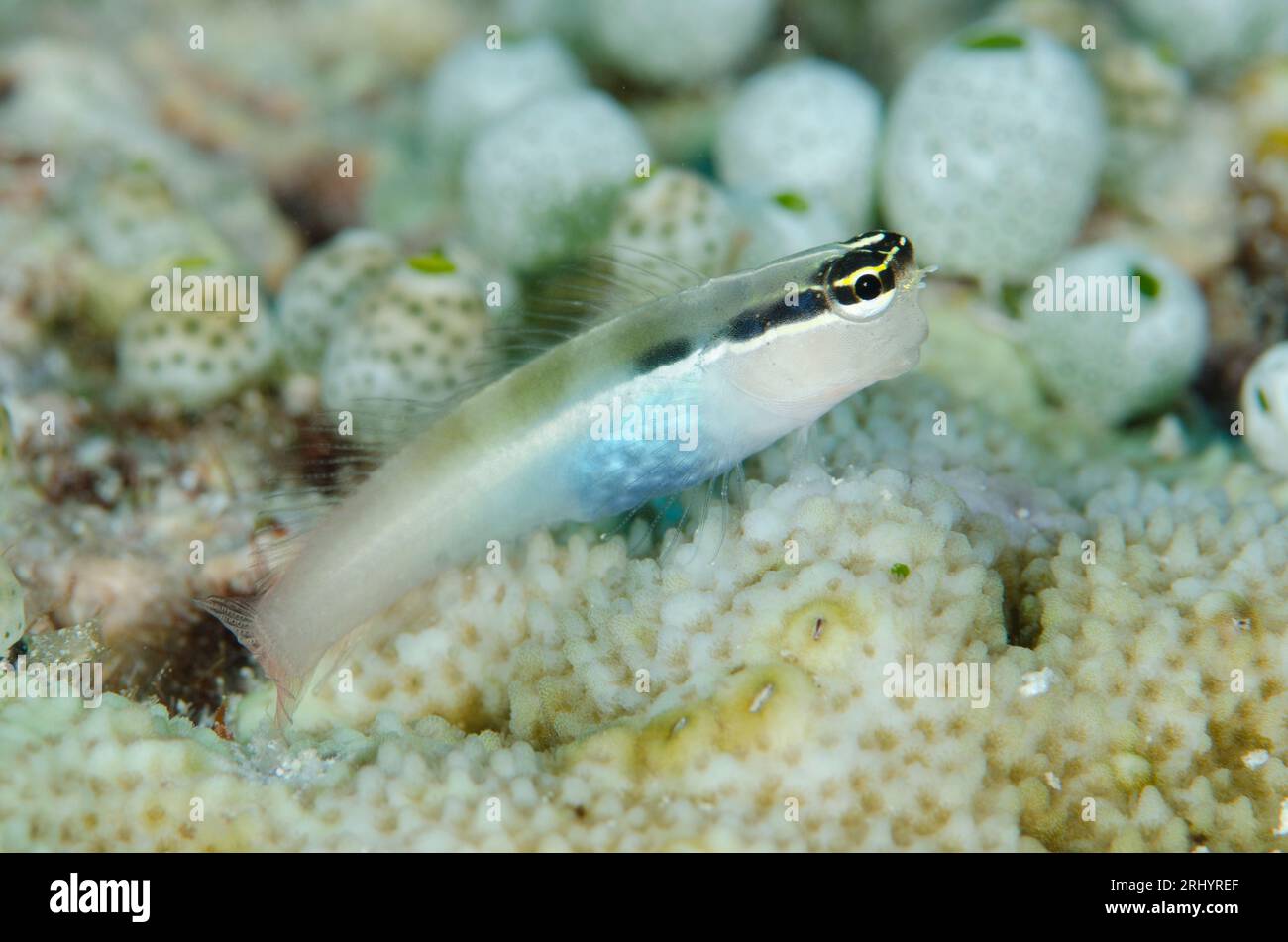 Banda Blenny, Ecsenius bandanus, Romeo dive site, Wayil Island, Misool ...