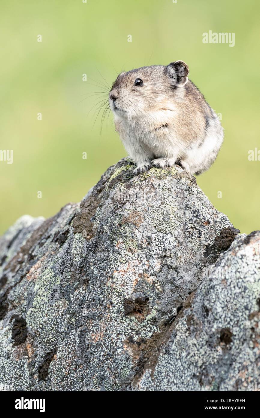 Tundra wildlife hi-res stock photography and images - Alamy