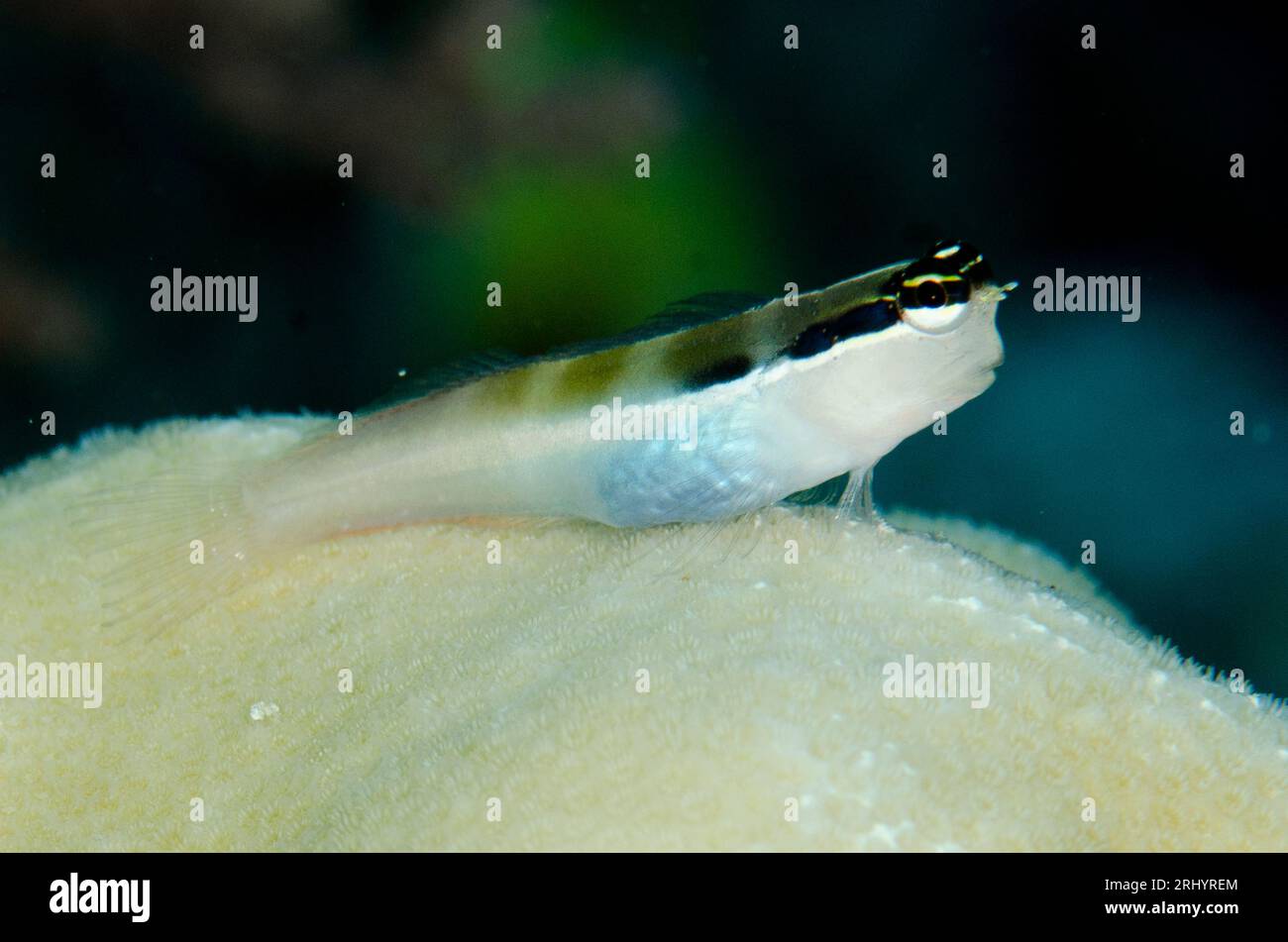 Banda Blenny, Ecsenius bandanus, Romeo dive site, Wayil Island, Misool ...