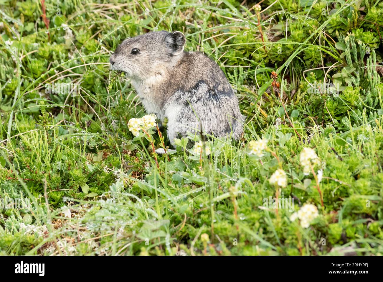 Collared Pika (Rock Cony) Gathering Plants, Alaska Stock Photo - Alamy