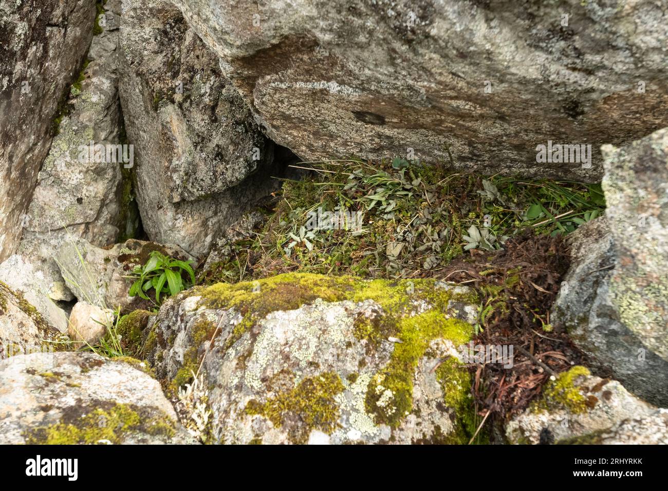 Pika and hay hi-res stock photography and images - Alamy