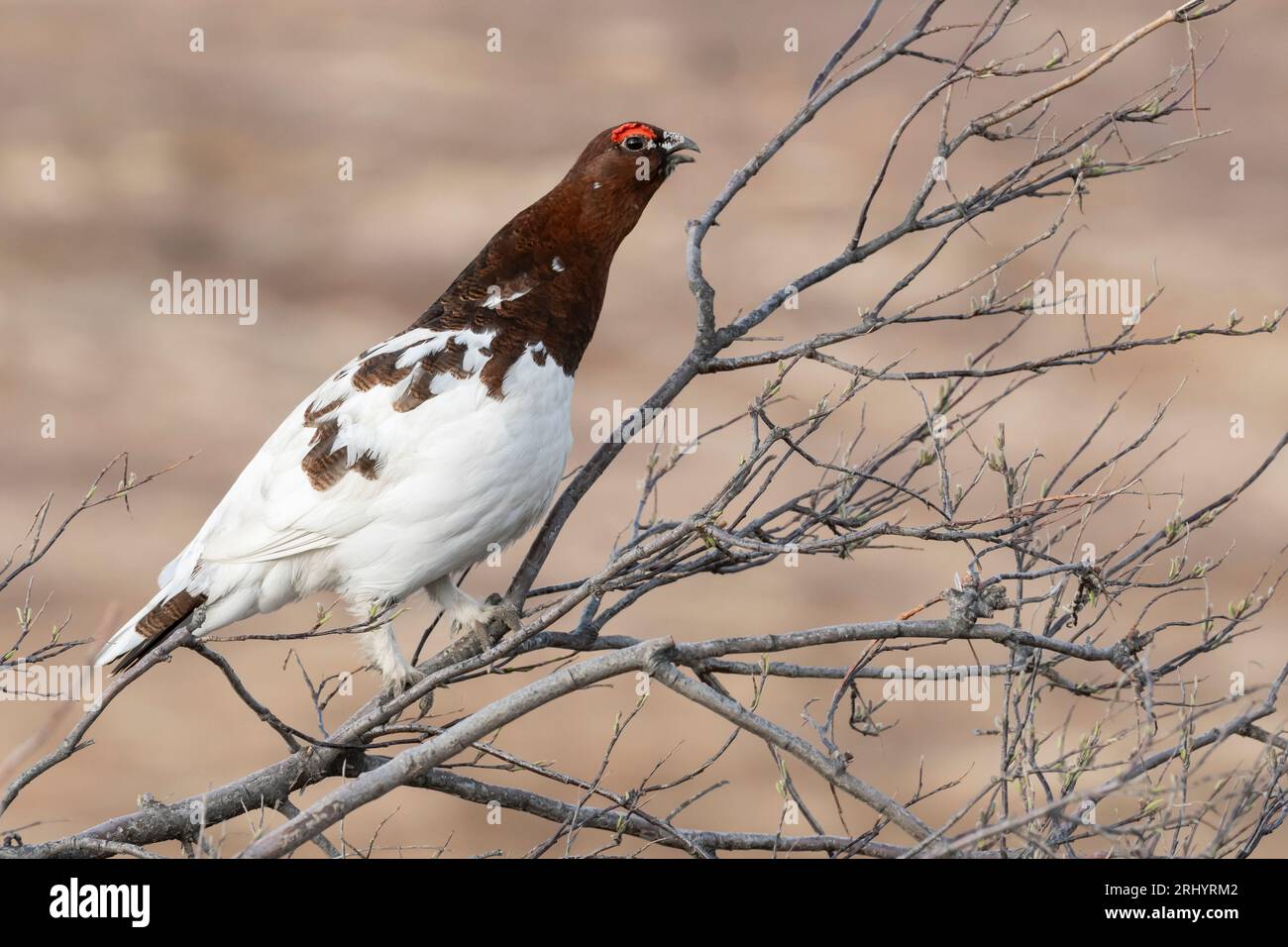 Birds; Upland Birds; Ptarmigan; Willow Ptarmigan Stock Photo - Alamy