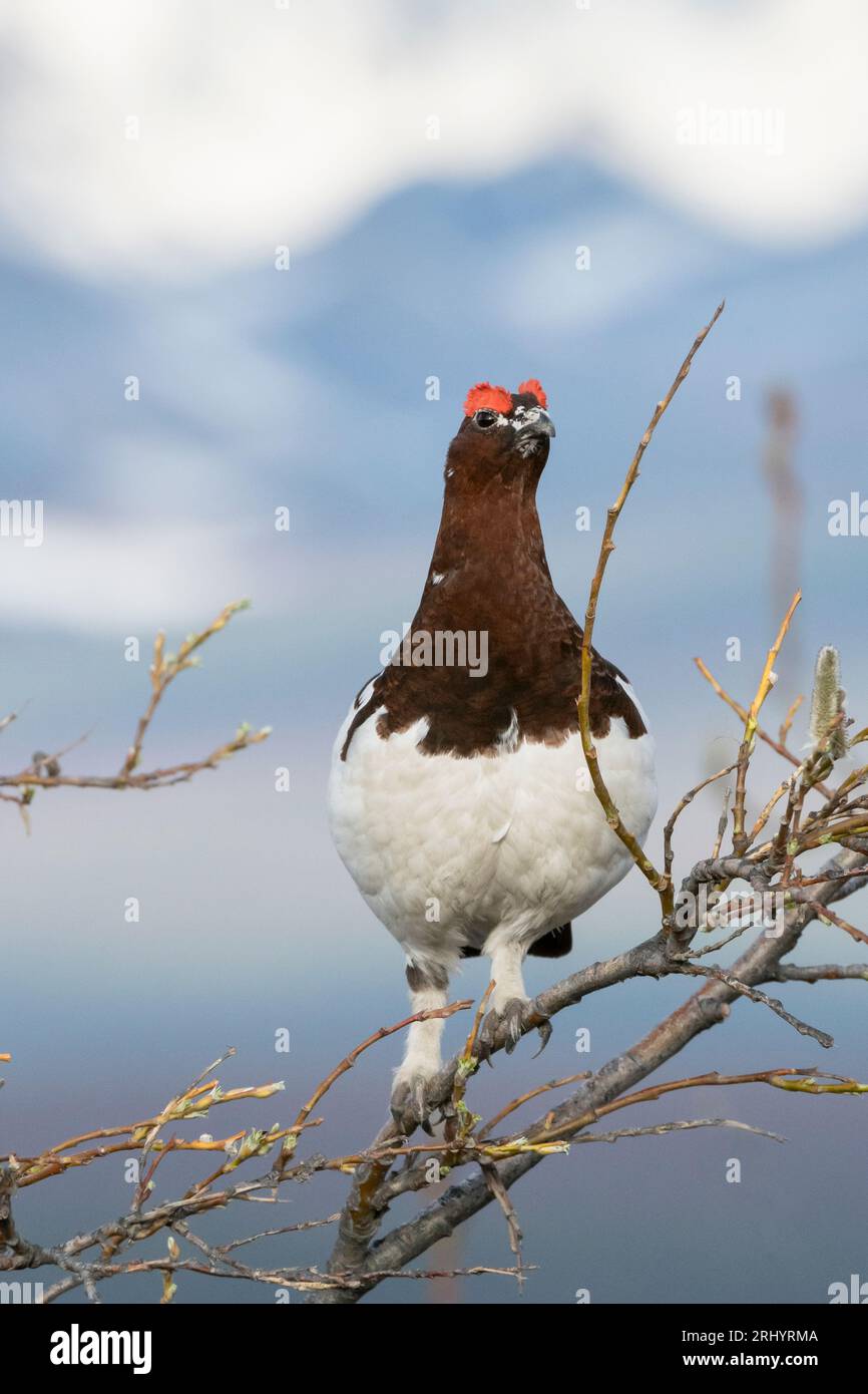 Birds; Upland Birds; Ptarmigan; Willow Ptarmigan Stock Photo - Alamy