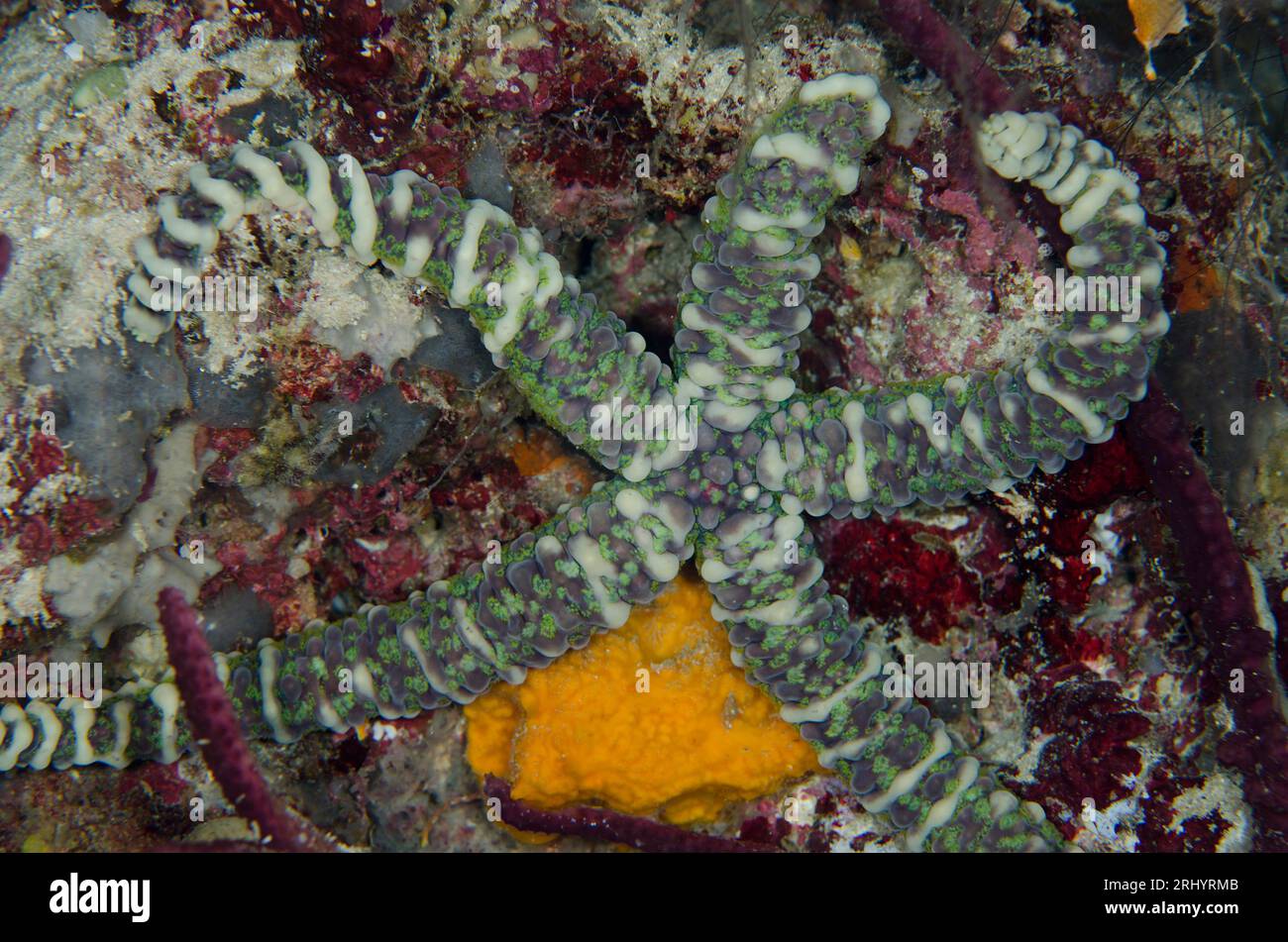 Warty Sea Star, Echinaster callosus, night dive, Barracuda Rock dive ...
