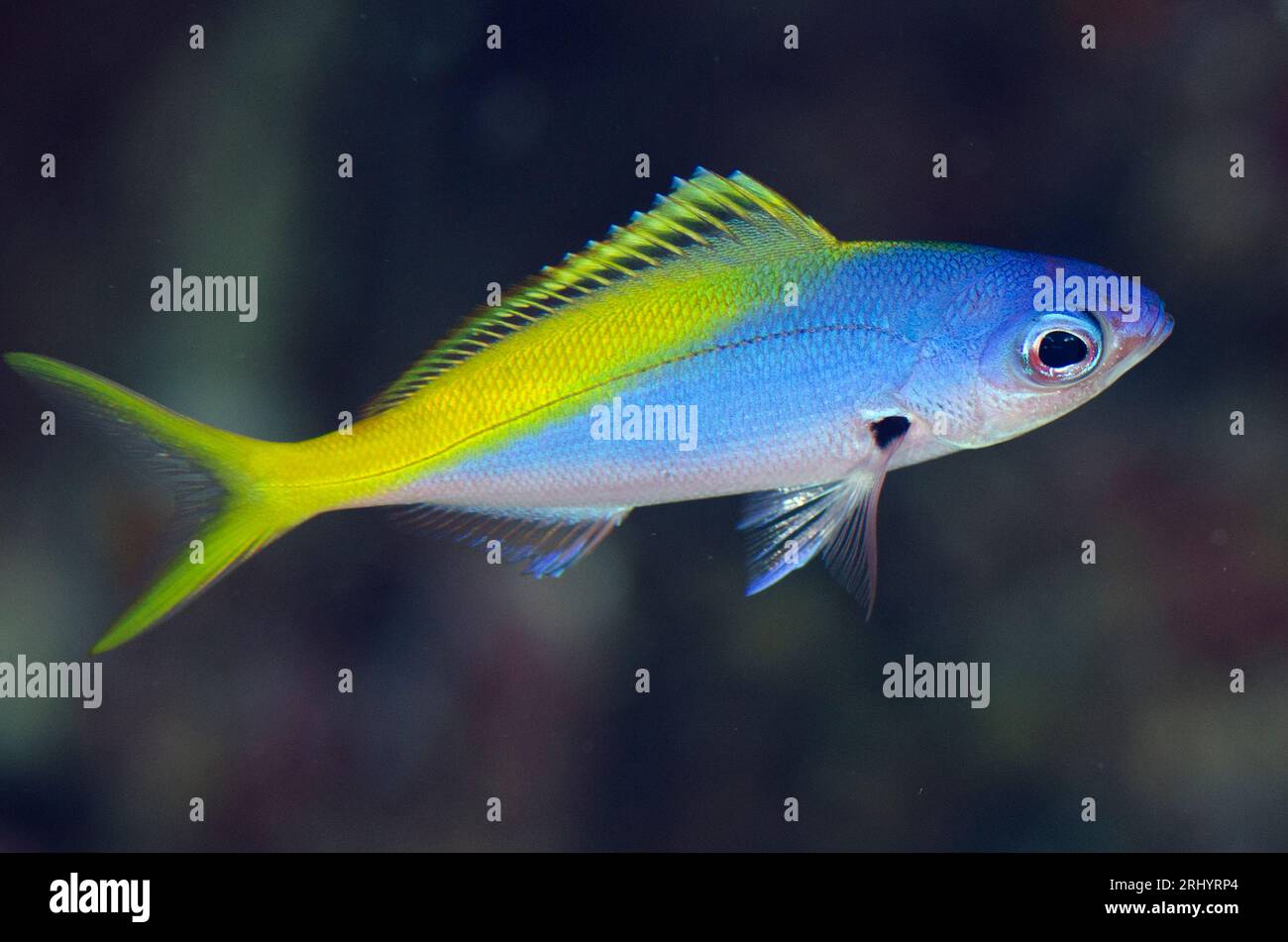Blue and Yellow Fusilier, Caesio teres, Neptune's Fan dive site, Wayil ...