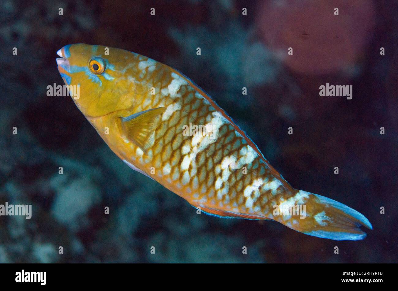 Female Bluebarred Parrotfish, Scarus ghobban, Neptune's Fan dive site ...