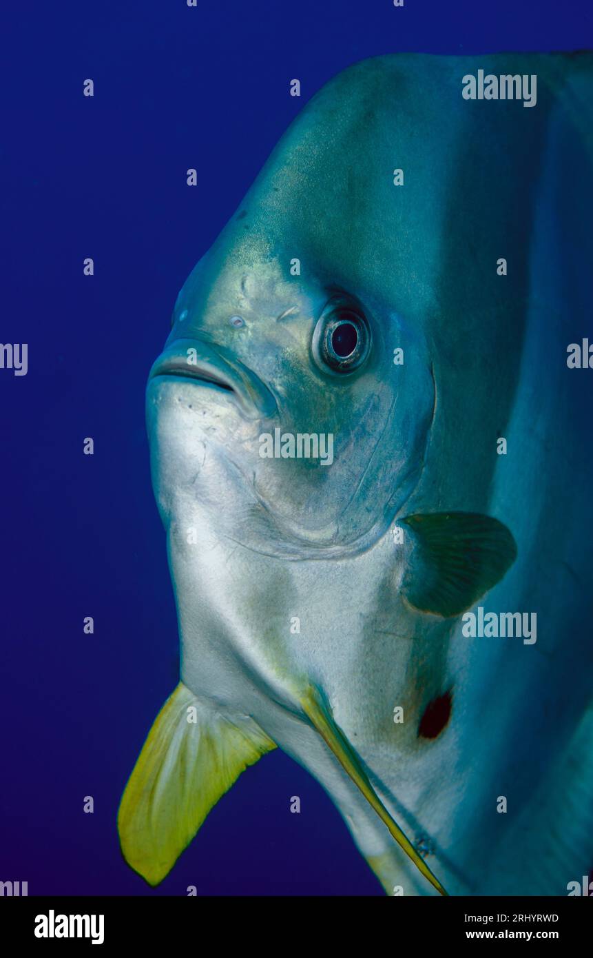 Blunthead Batfish, Platax teira, Barracuda Rock dive site, Wayil Island ...