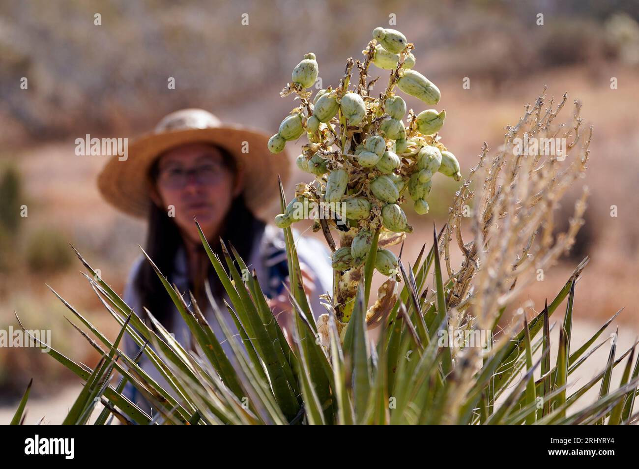 Madena Asbell, director of plant conservation programs at the Mojave ...