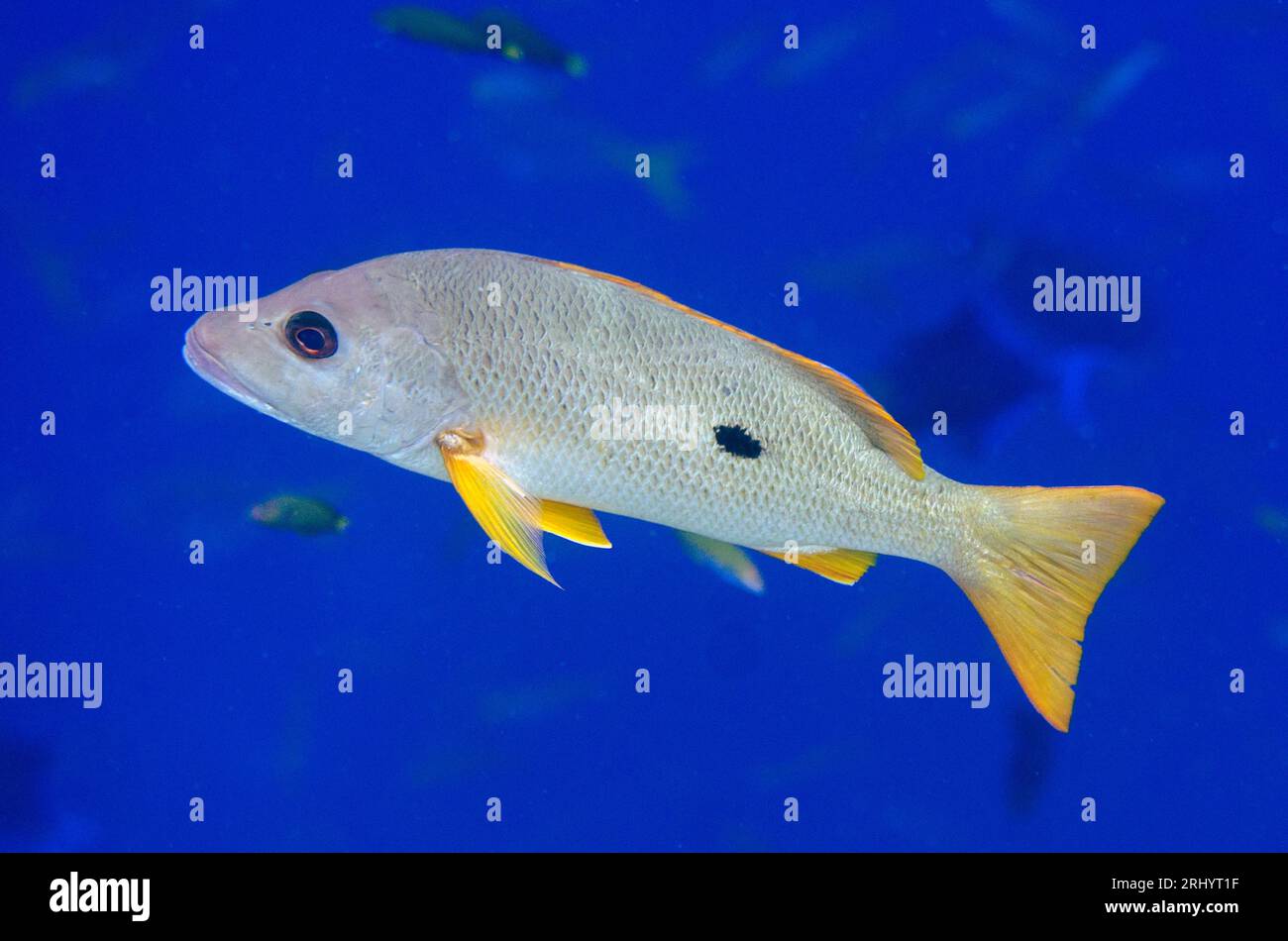 Onespot Snapper, Lutjanus monostigma, Barracuda Rock dive site, Wayil ...