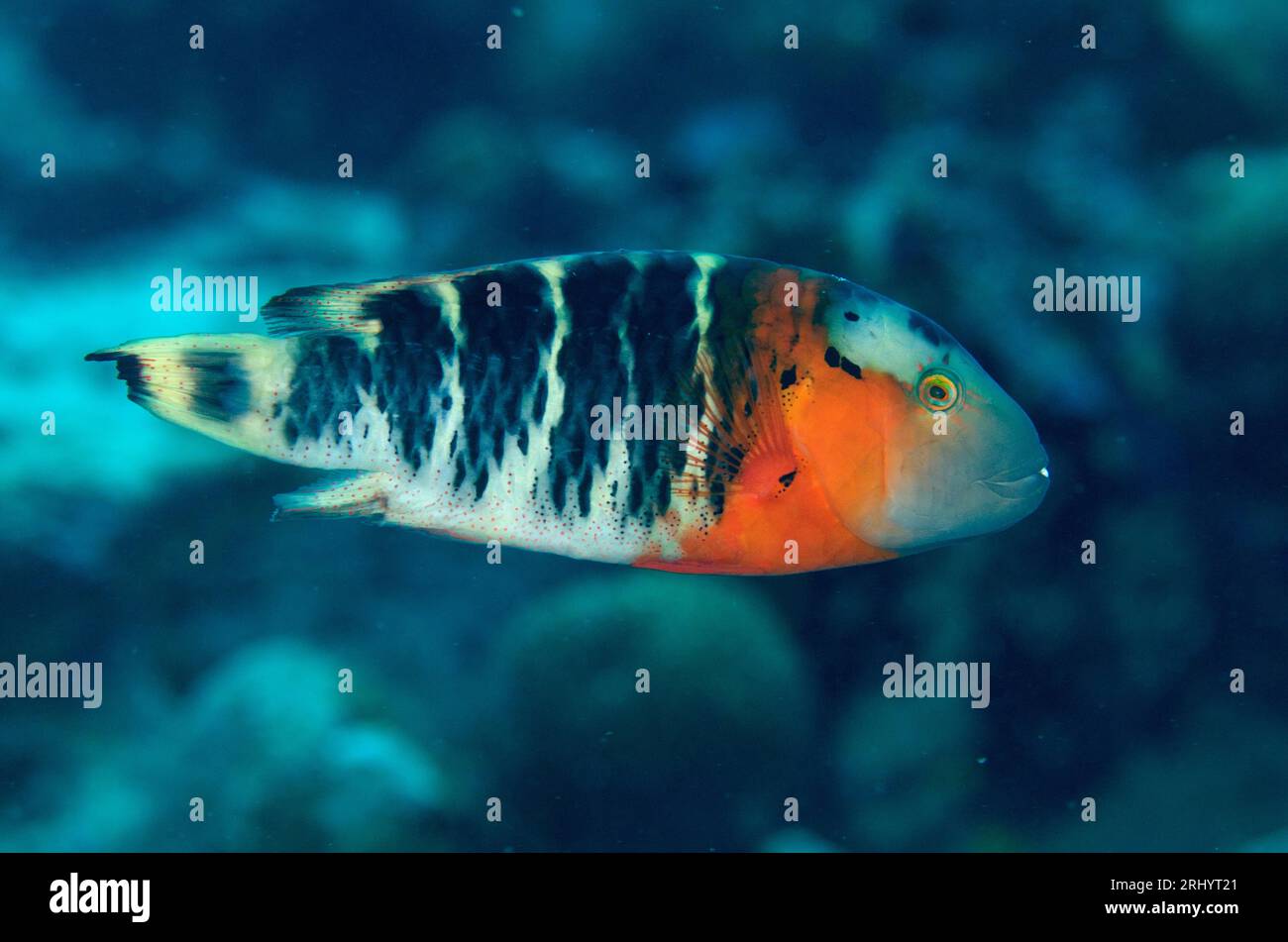 Red-breasted Wrasse, Cheilinus fasciatus, Wedding Cake dive site, Wayil ...