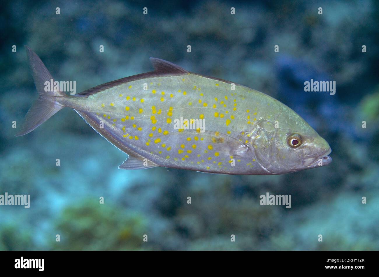 Orange-spotted Trevally, Carangoides bajad, Anti-chovie Sea Mount dive ...
