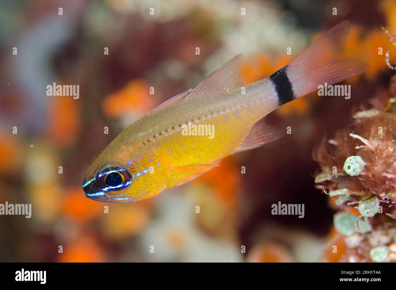 Ringtailed Cardinalfish, Ostorhinchus aureus, Anti-chovie Sea Mount ...