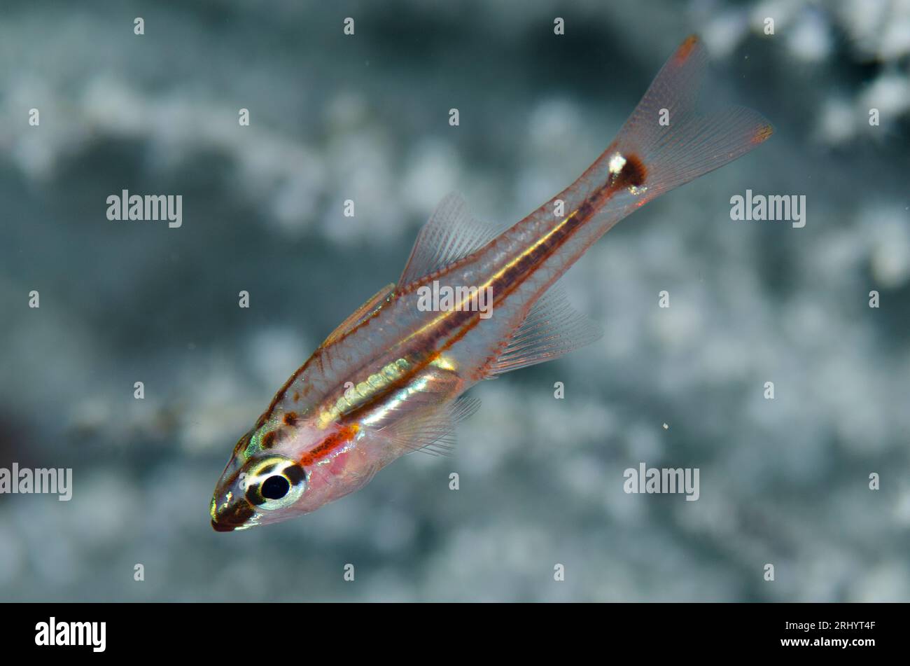 Whitespot Cardinalfish, Ostorhinchus dispar, Anti-chovie Sea Mount dive ...