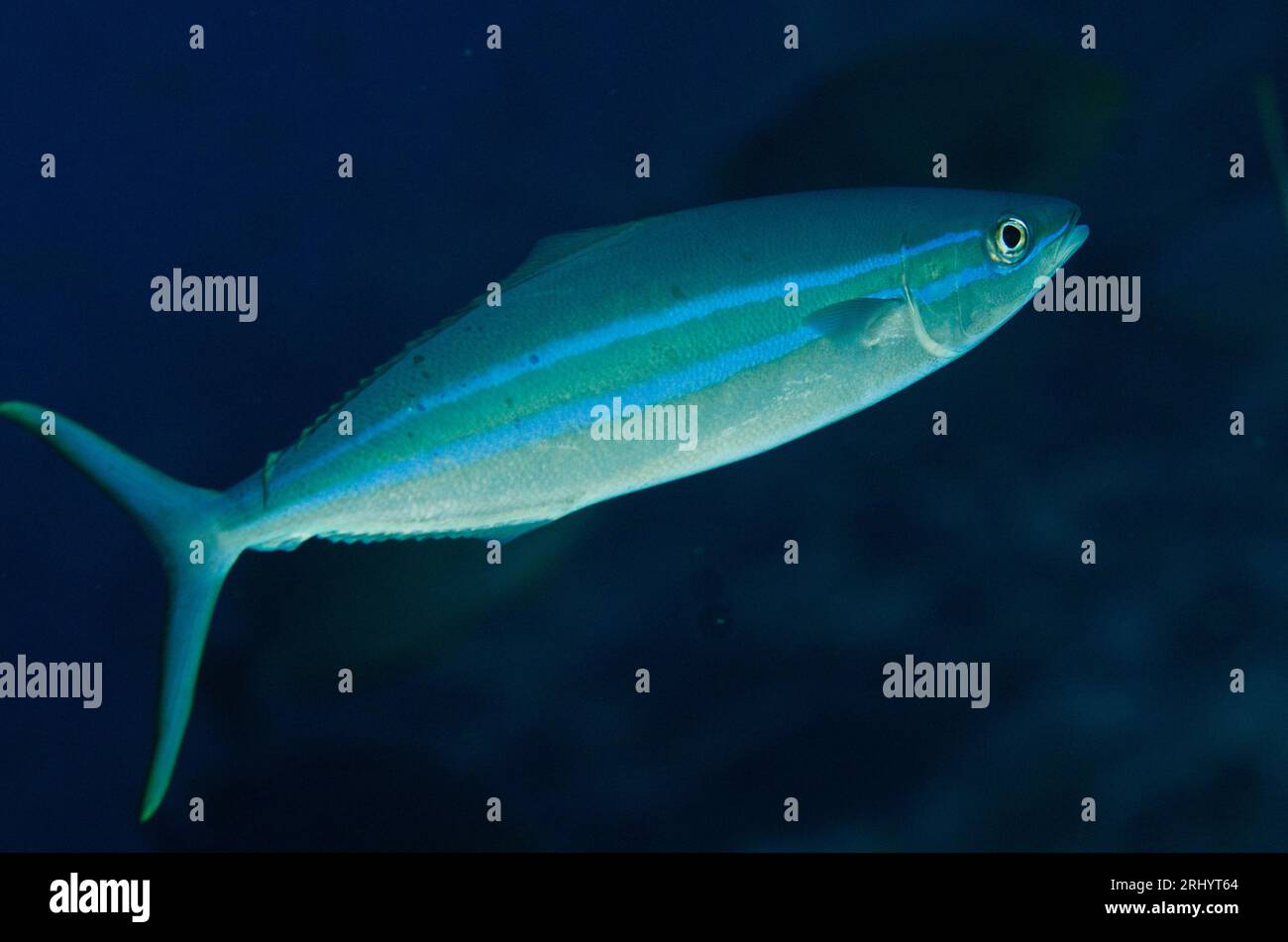 Rainbow Runner, Elagatis bipinnulatus, Breakfast dive site Farondii ...