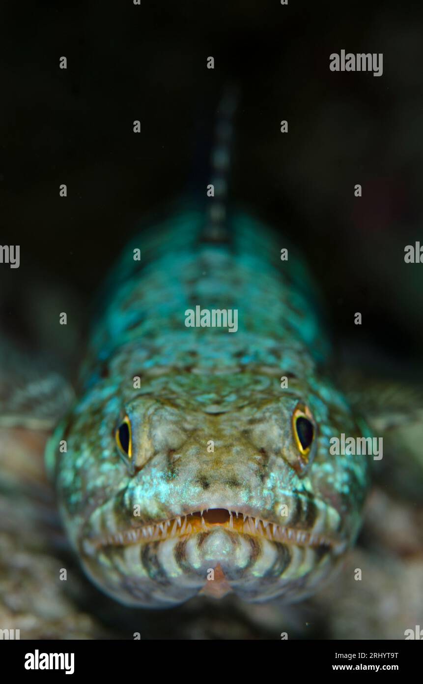 Reef Lizardfish, Synodus variegatus, Breakfast dive site Farondii ...