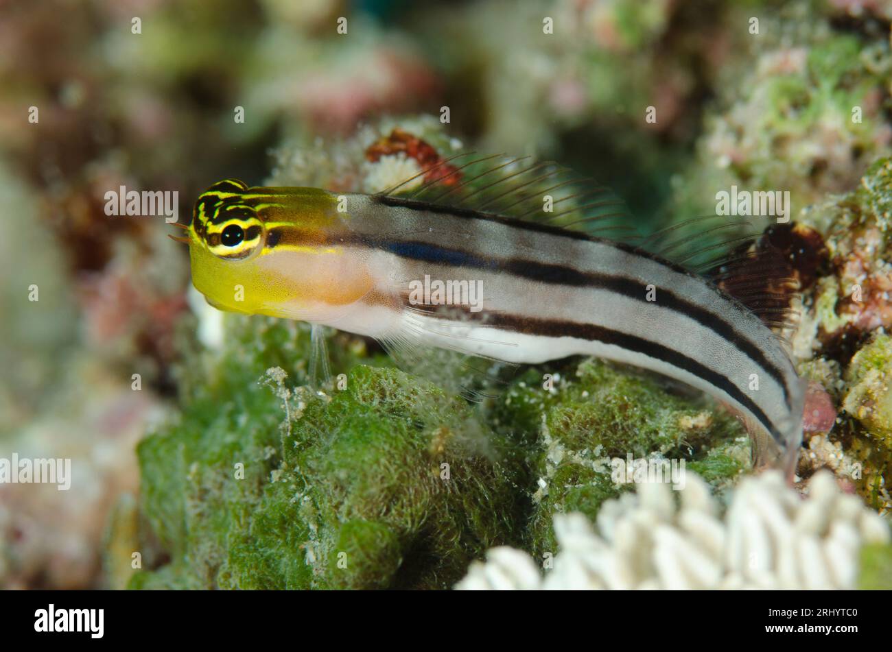 Black striped form of Bath's Blenny, Ecsenius bathi, Keruo Channel dive ...