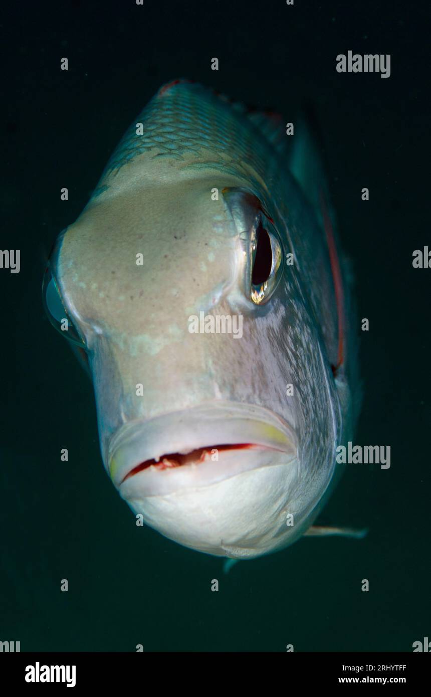 Humpnose Bigeye Bream, Monotaxis grandoculis, Melissa's Garden dive ...