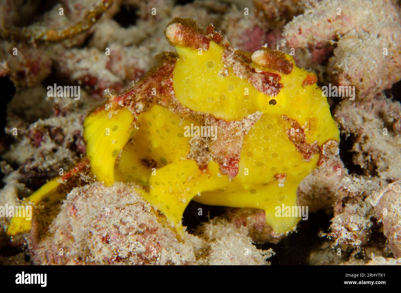 Warty Frogfish, Antennarius maculatus, night dive, Keruo Island dive ...