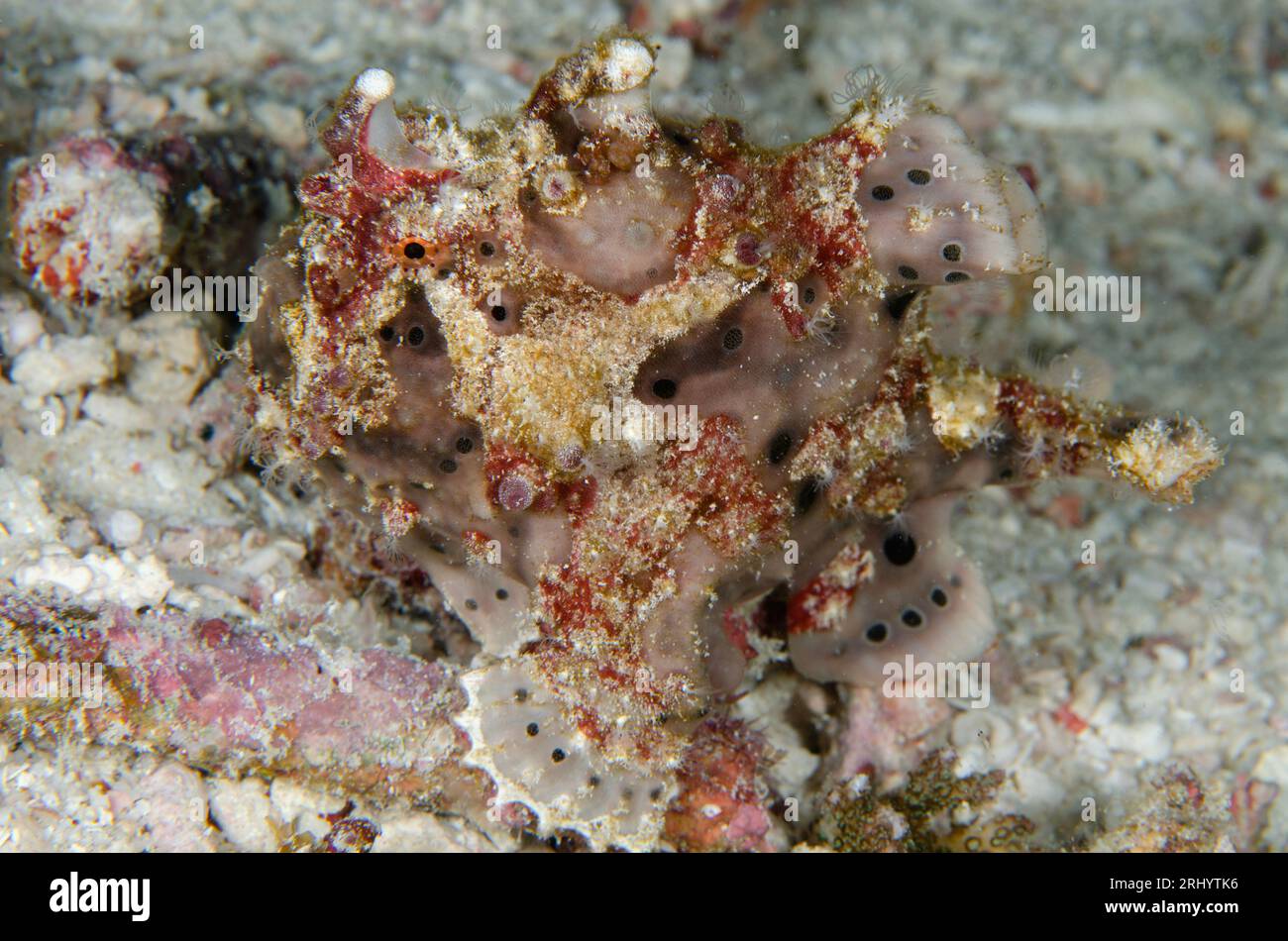 Warty Frogfish, Antennarius maculatus, night dive, Keruo Island dive ...
