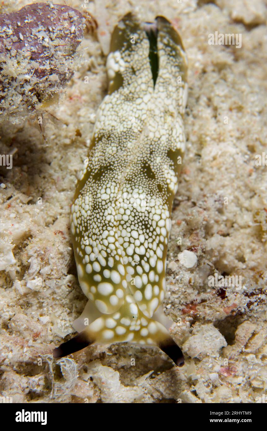 Plakobranchus Slugs, Plakobranchus sp, night dive, Keruo Island dive ...