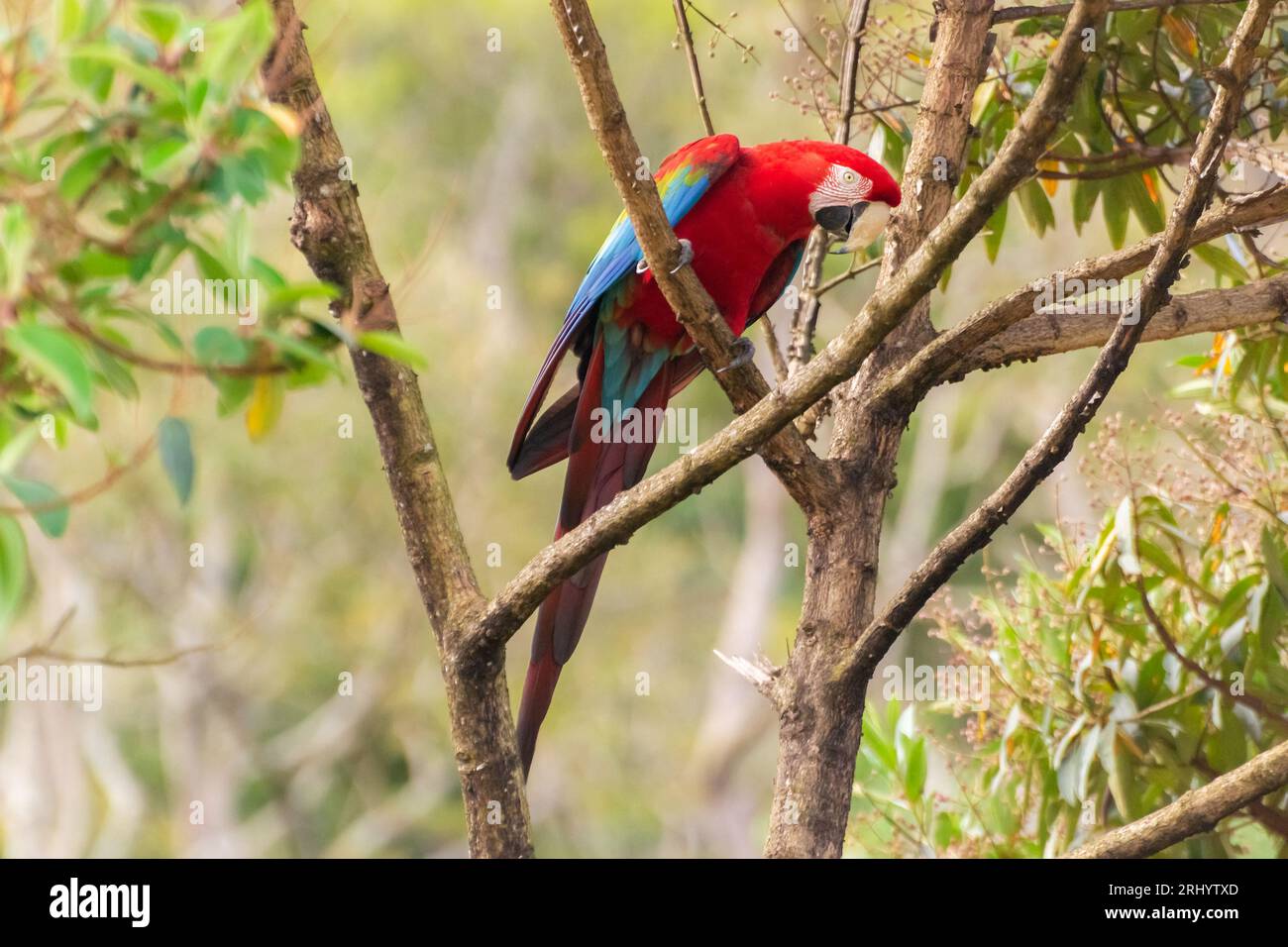 Red macaw face hi-res stock photography and images - Alamy