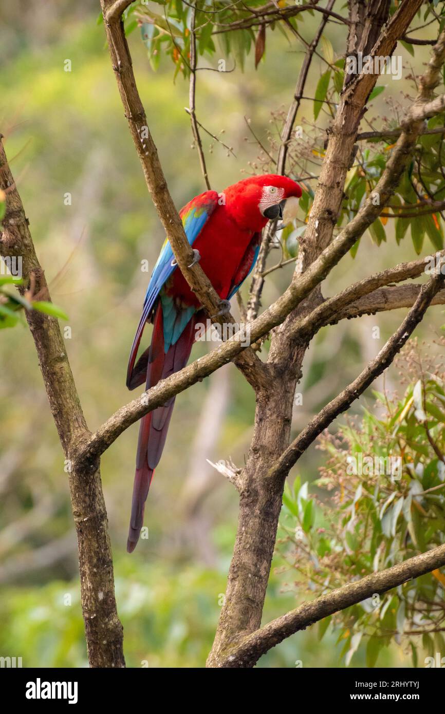 red and green macaw landing on a tree Stock Photo - Alamy