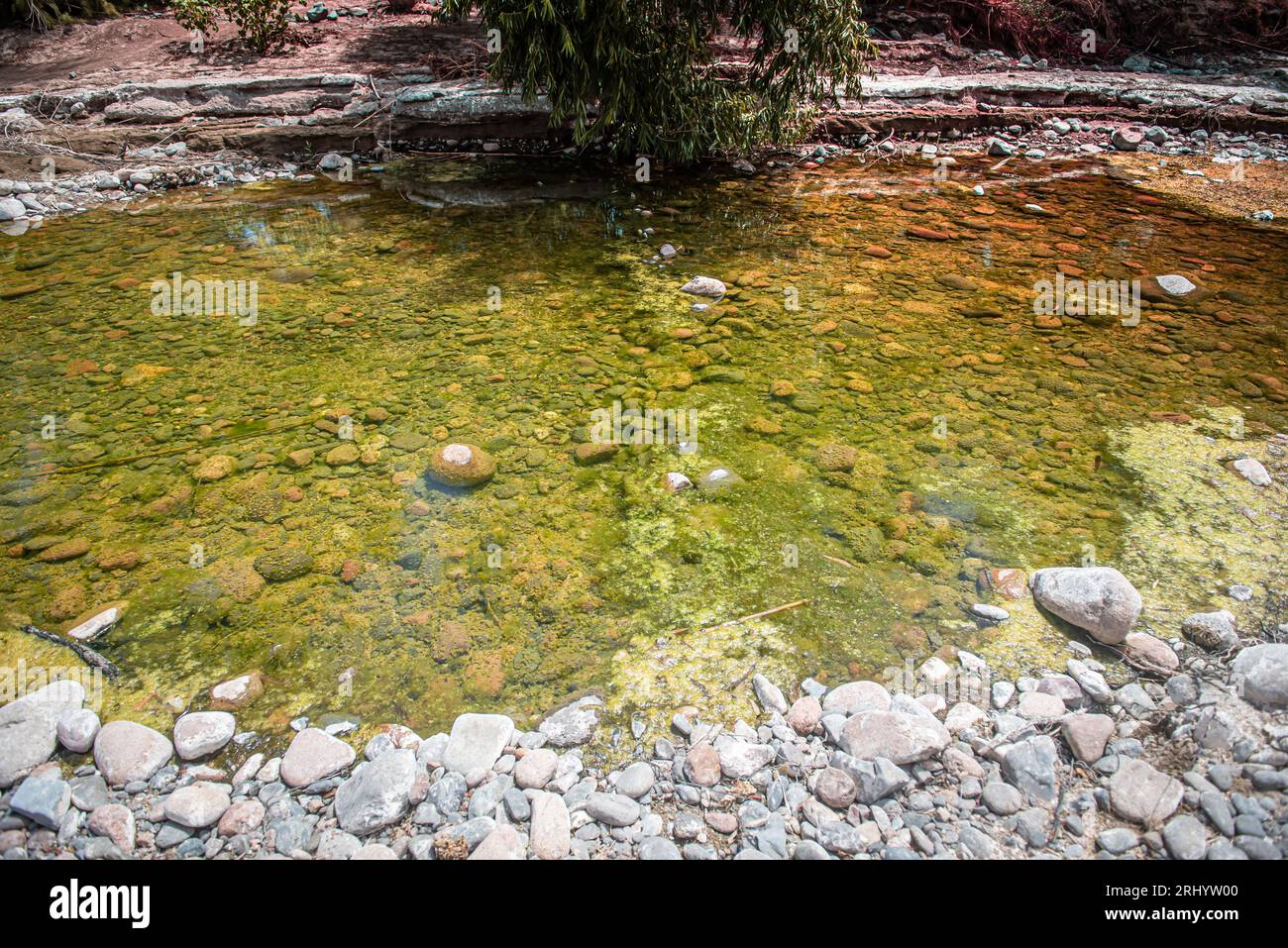 Algae in pond Stock Photo - Alamy