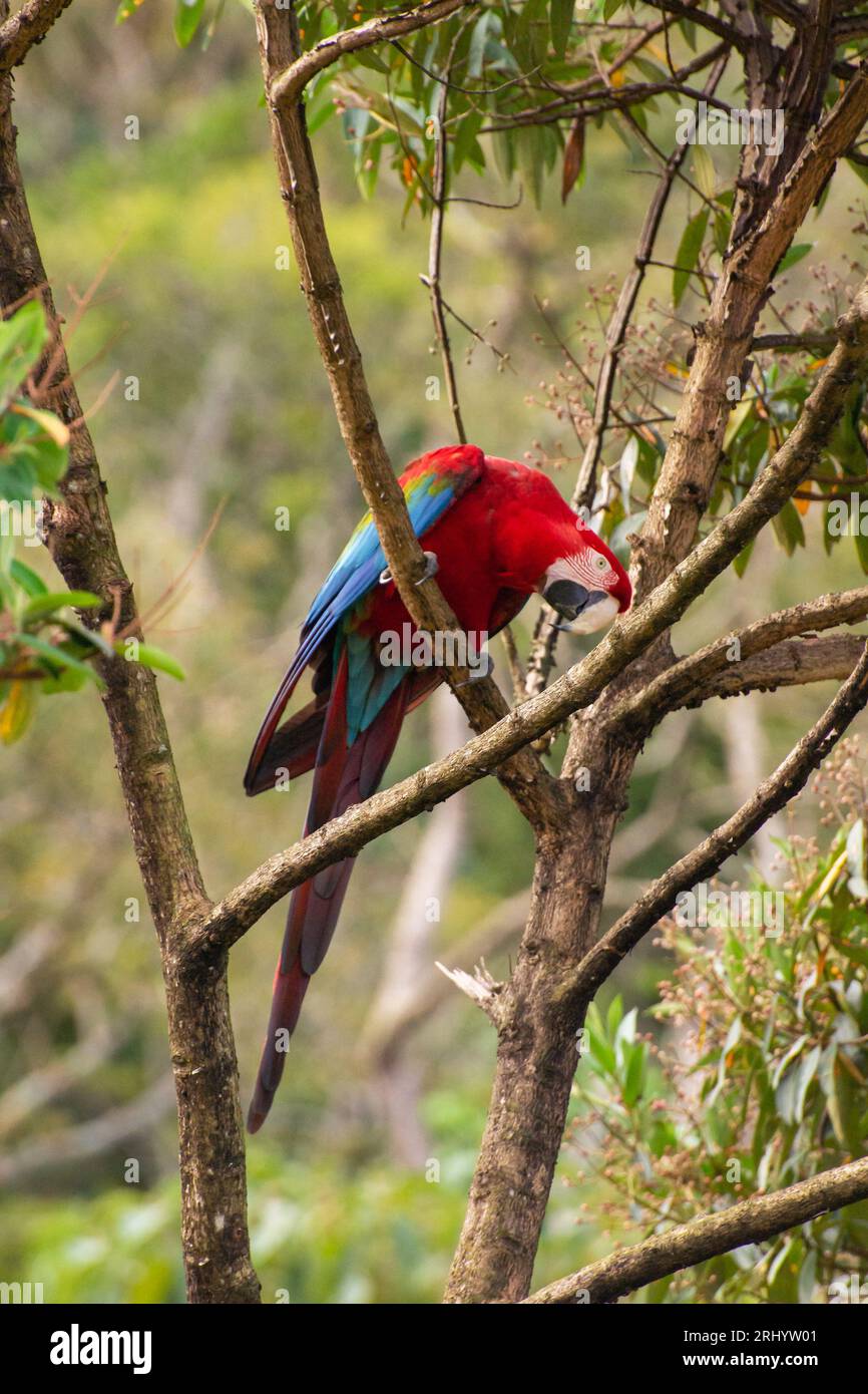 Macaw landing on tree hi-res stock photography and images - Alamy
