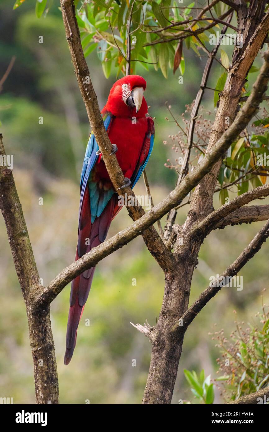 Red macaw face hi-res stock photography and images - Alamy