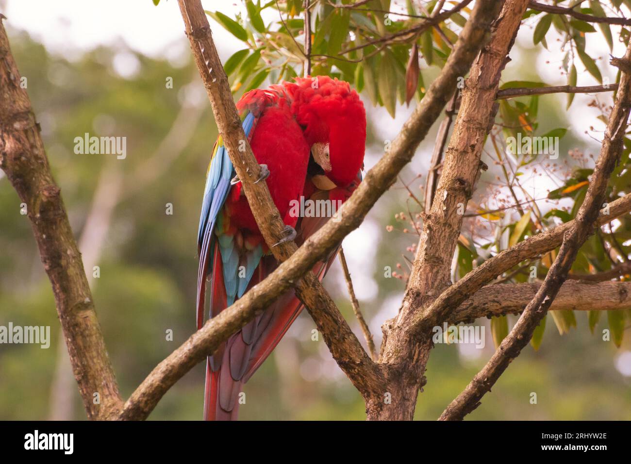 red and green macaw landing on a tree Stock Photo - Alamy