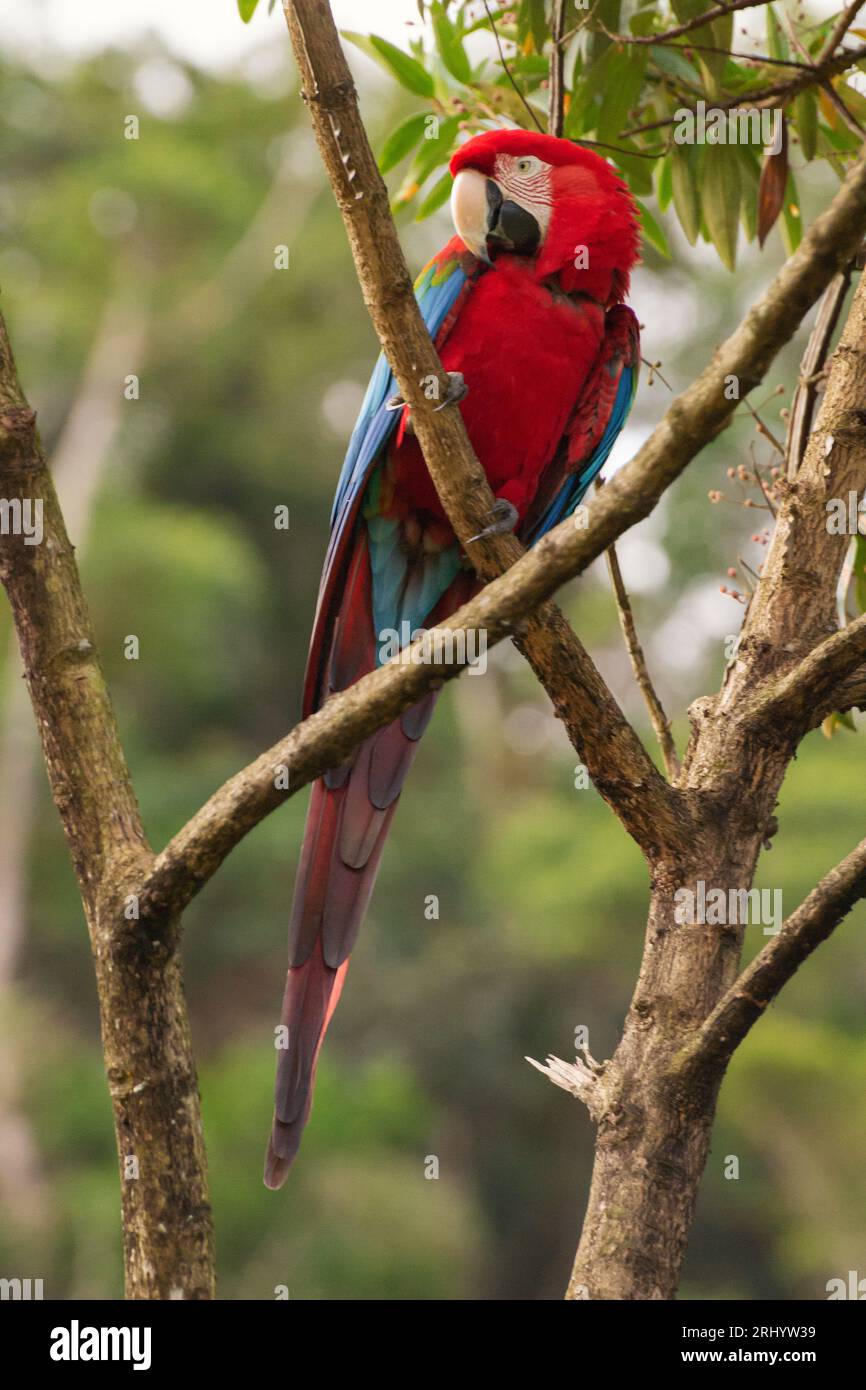 Macaw landing on tree hi-res stock photography and images - Alamy