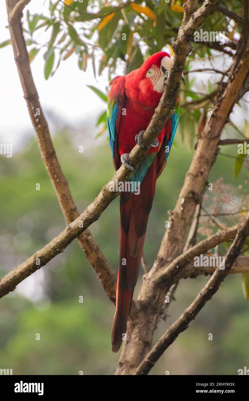 Macaw landing on tree hi-res stock photography and images - Alamy