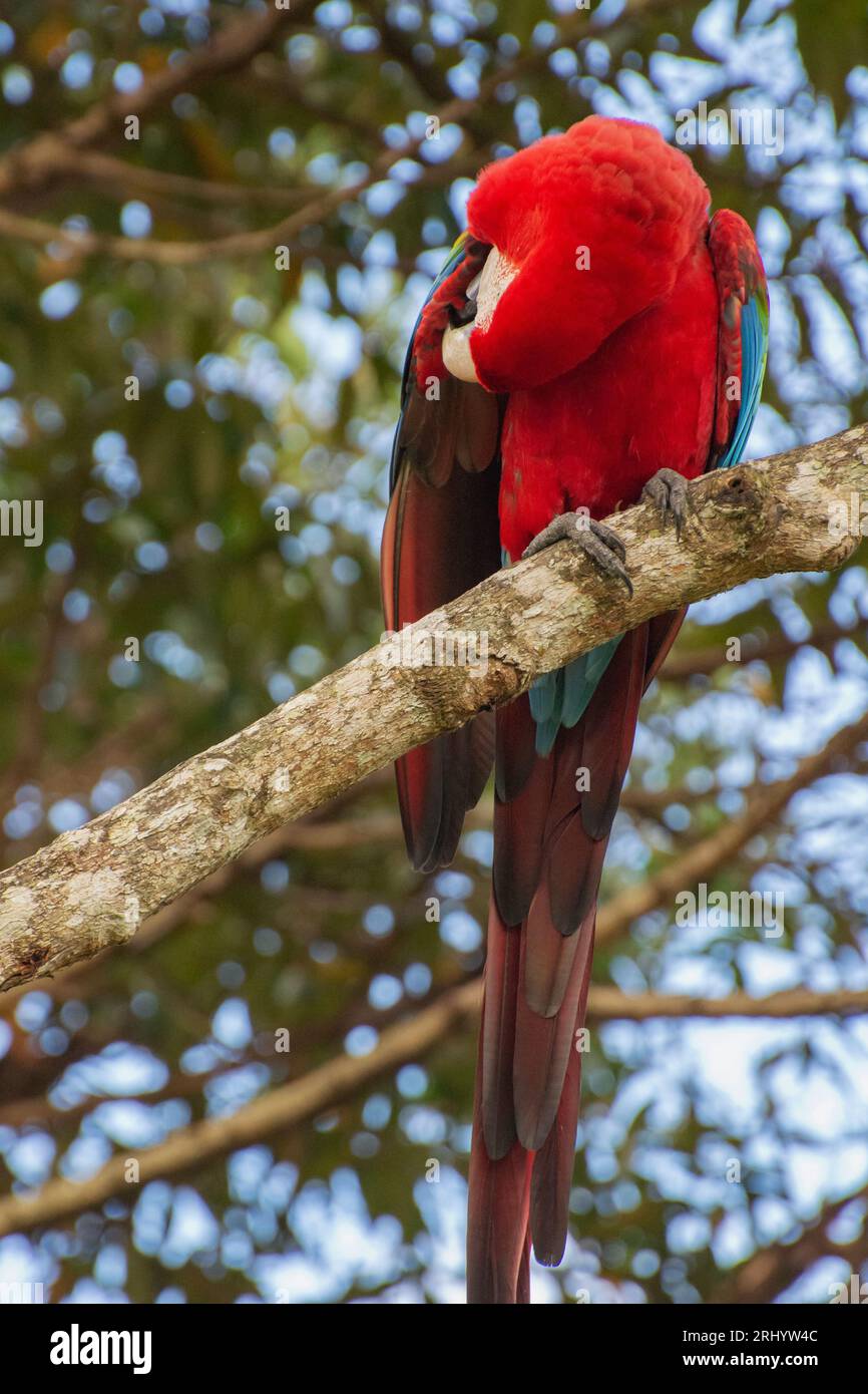 Macaw landing on tree hi-res stock photography and images - Alamy