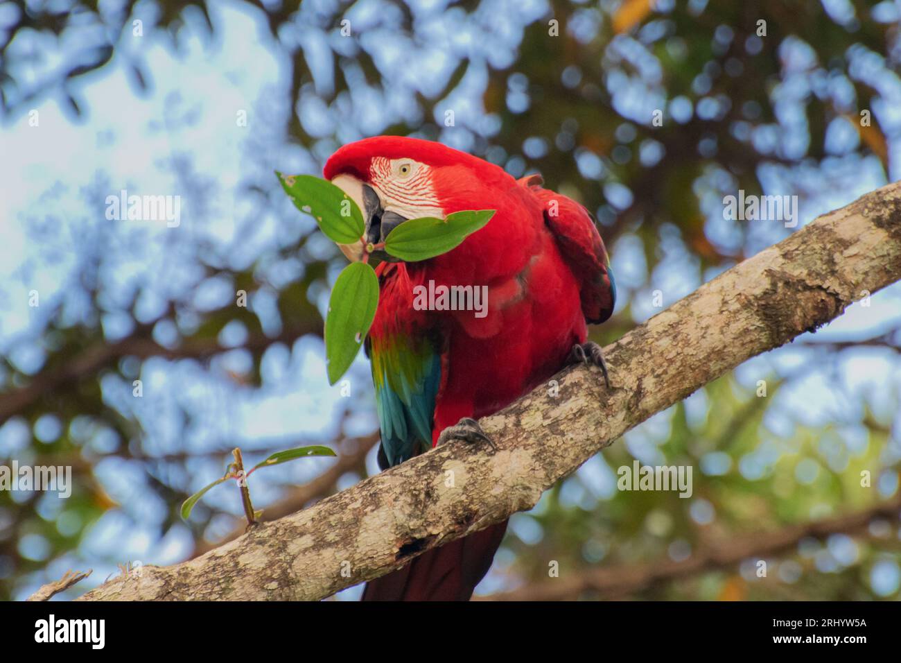 red and green macaw landing on a tree Stock Photo - Alamy