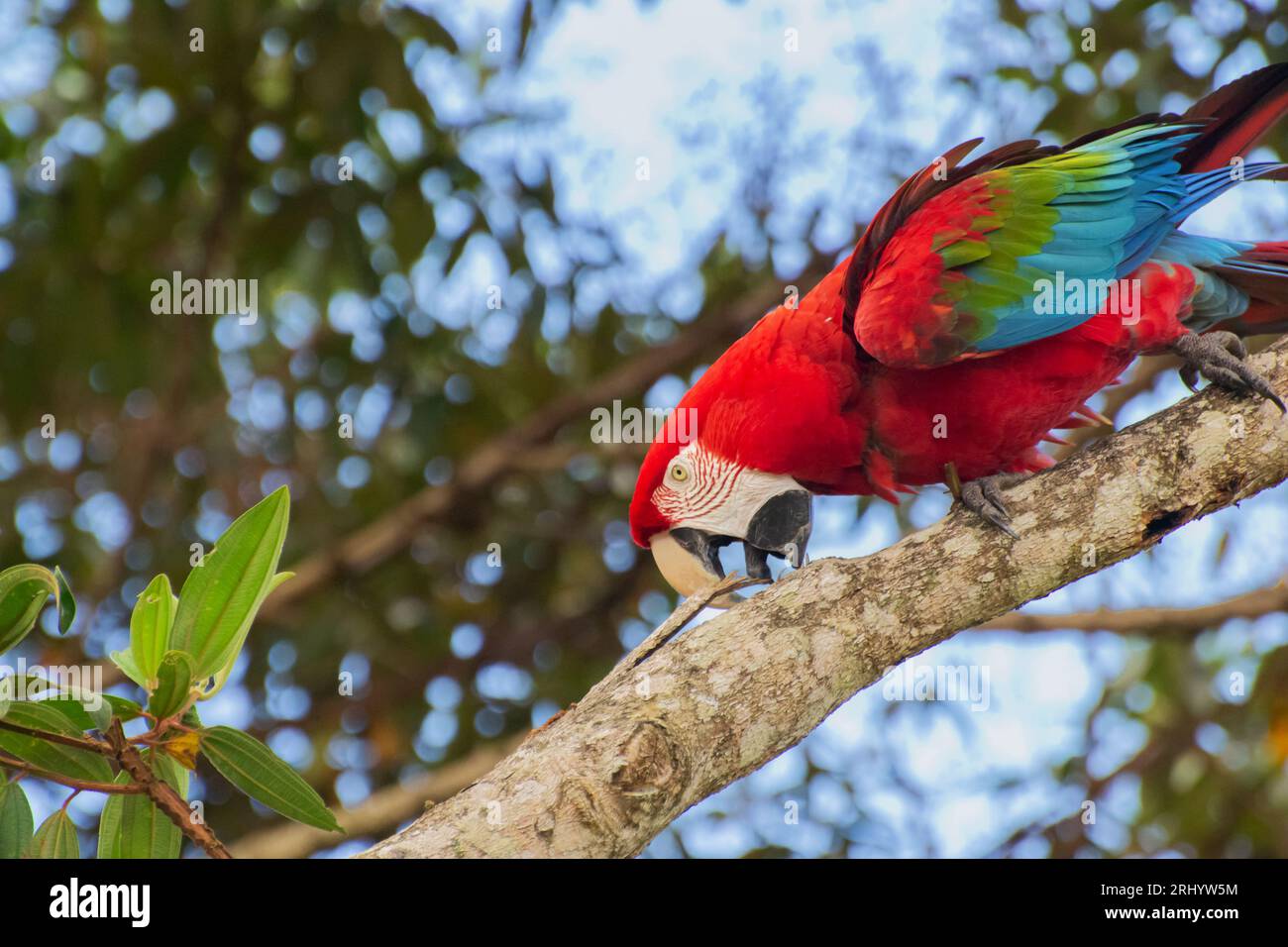 red and green macaw landing on a tree Stock Photo - Alamy
