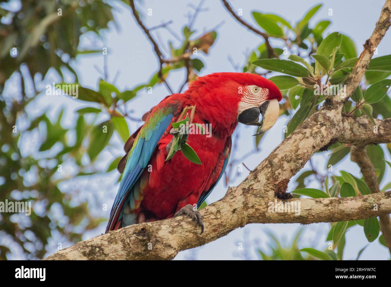 Macaw landing on tree hi-res stock photography and images - Alamy