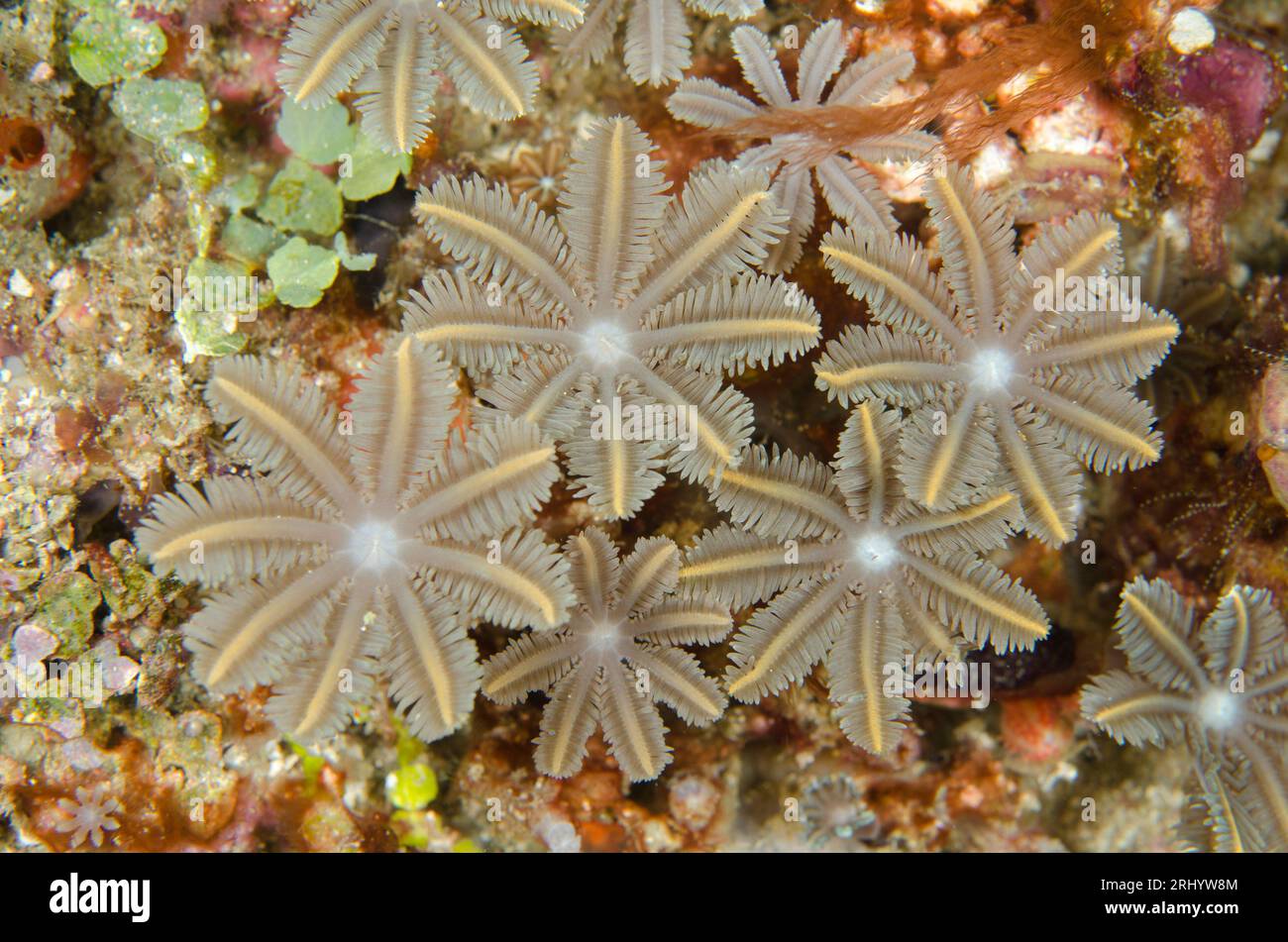 Star Polyps, Clavularia sp, White Arrow dive site, Waigeo Island, Aljui ...