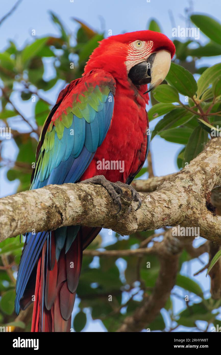 Macaw landing on tree hi-res stock photography and images - Alamy