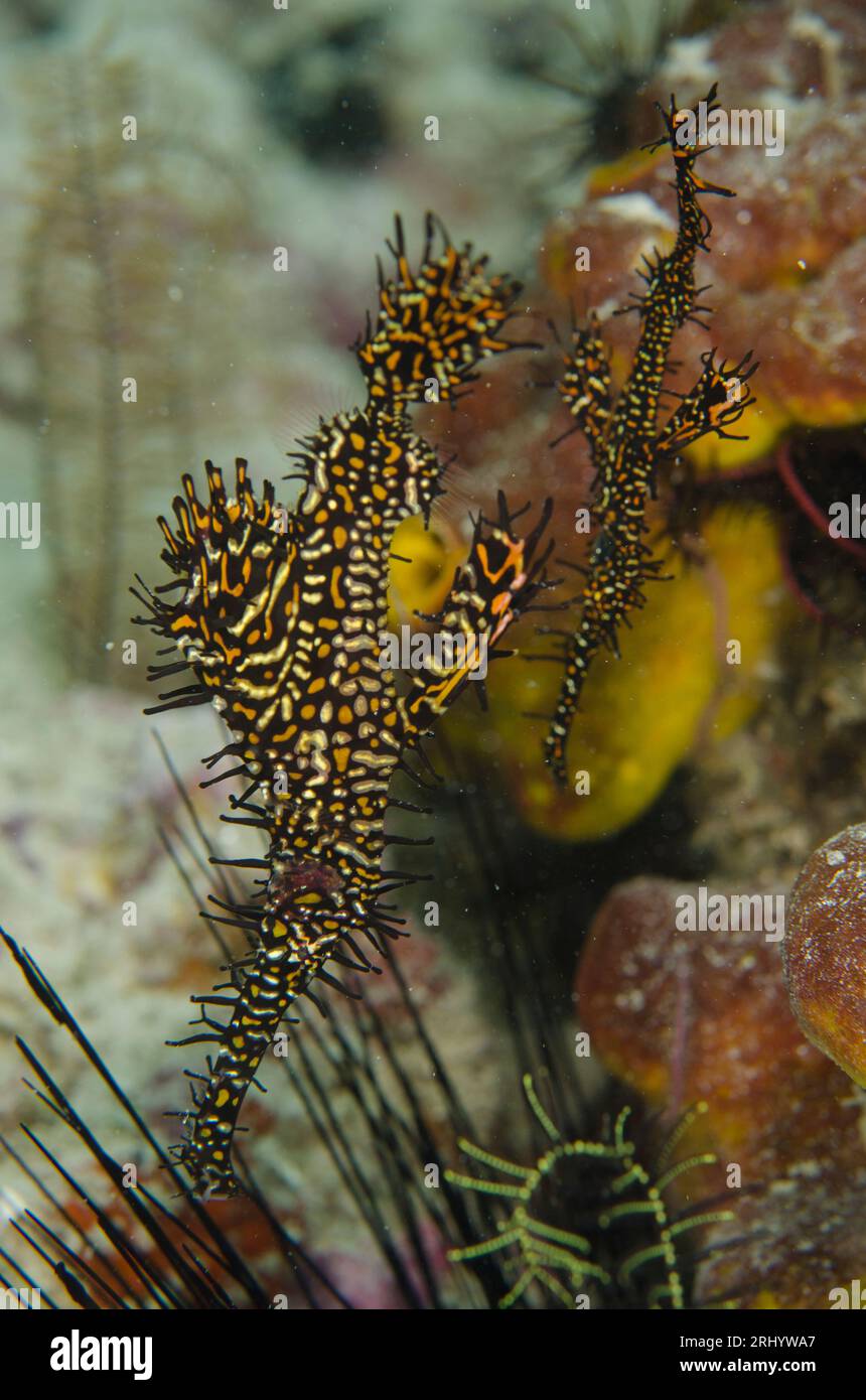 Bay pipefish hi-res stock photography and images - Alamy