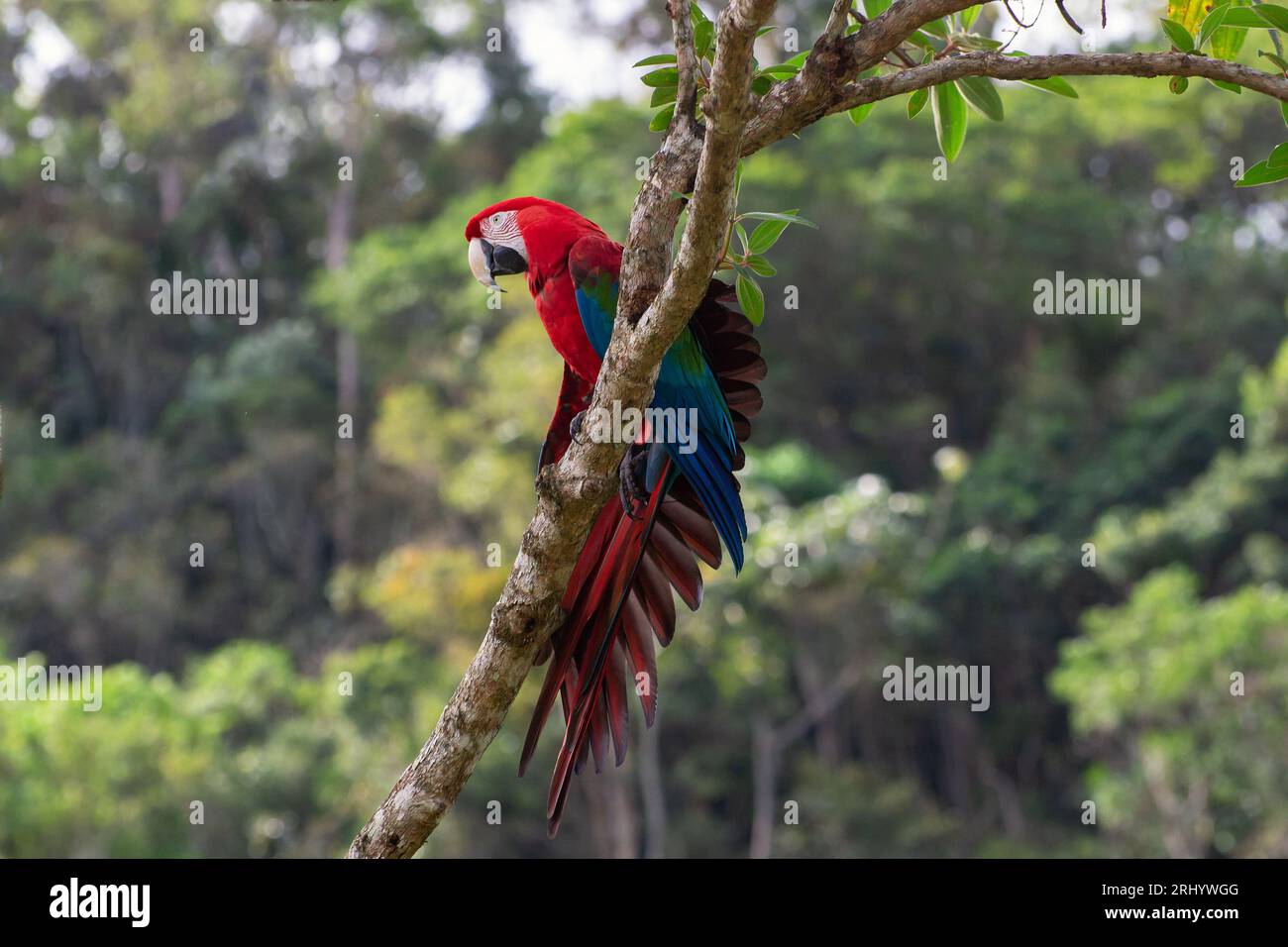 Macaw landing on tree hi-res stock photography and images - Alamy