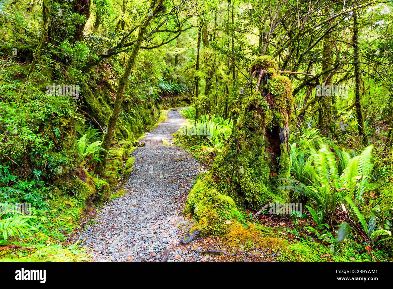 Lush rainforest along Lake Mirian walking track in New Zealand Milford ...