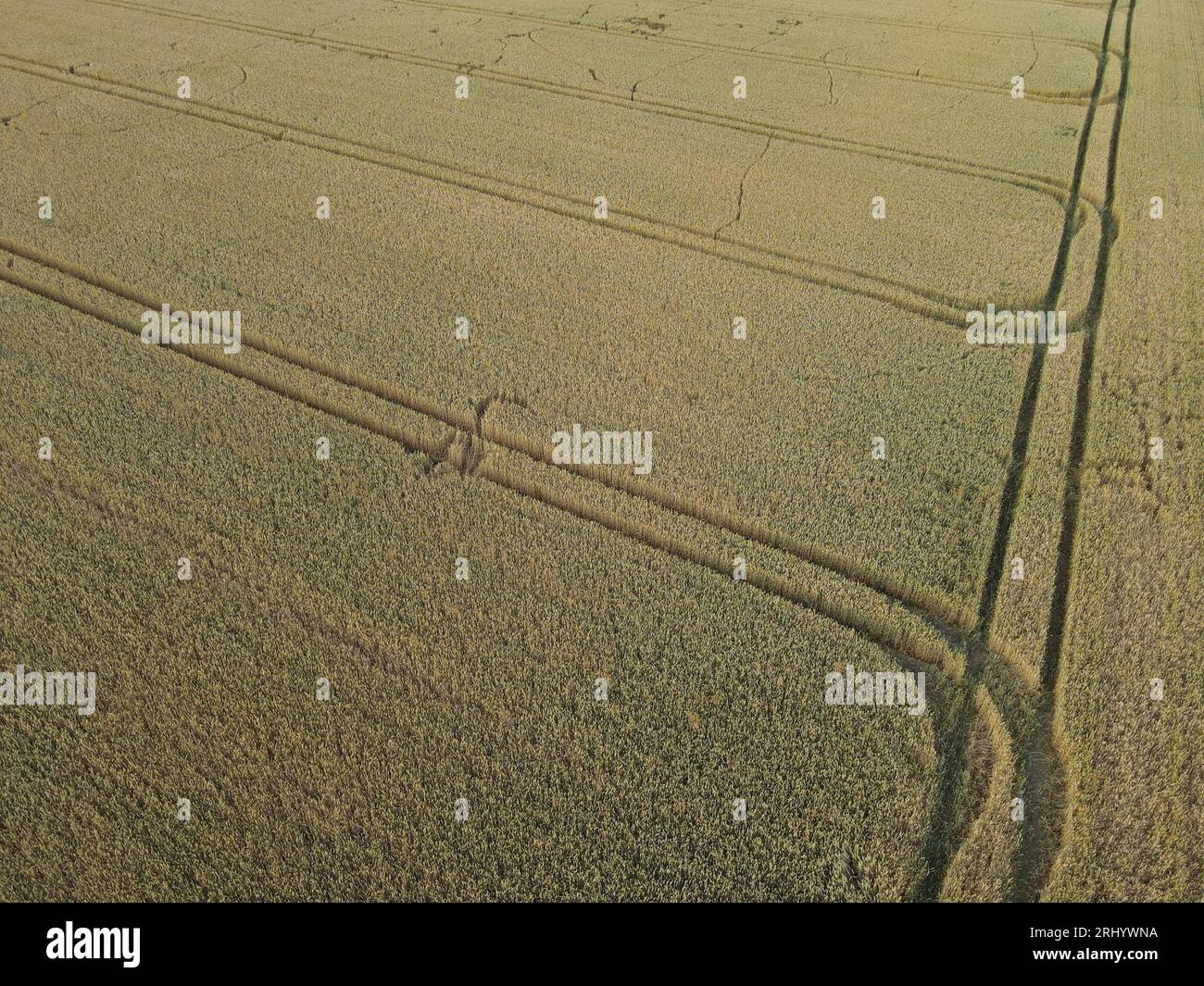 Ripe gold colored crop fields in the countryside in summer from above ...