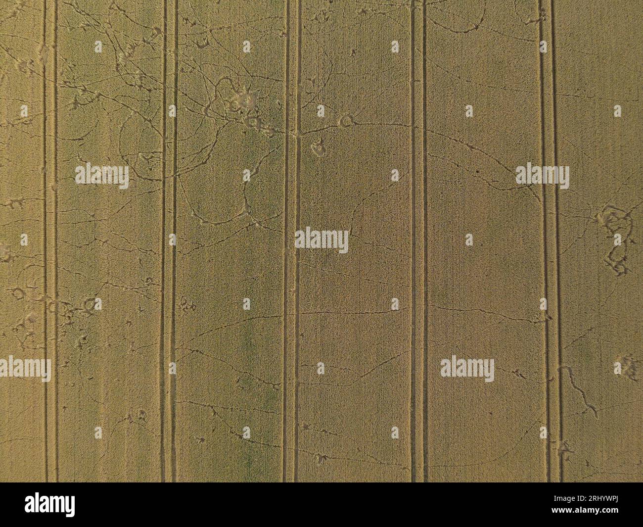 Ripe gold colored crop fields in the countryside in summer from above ...