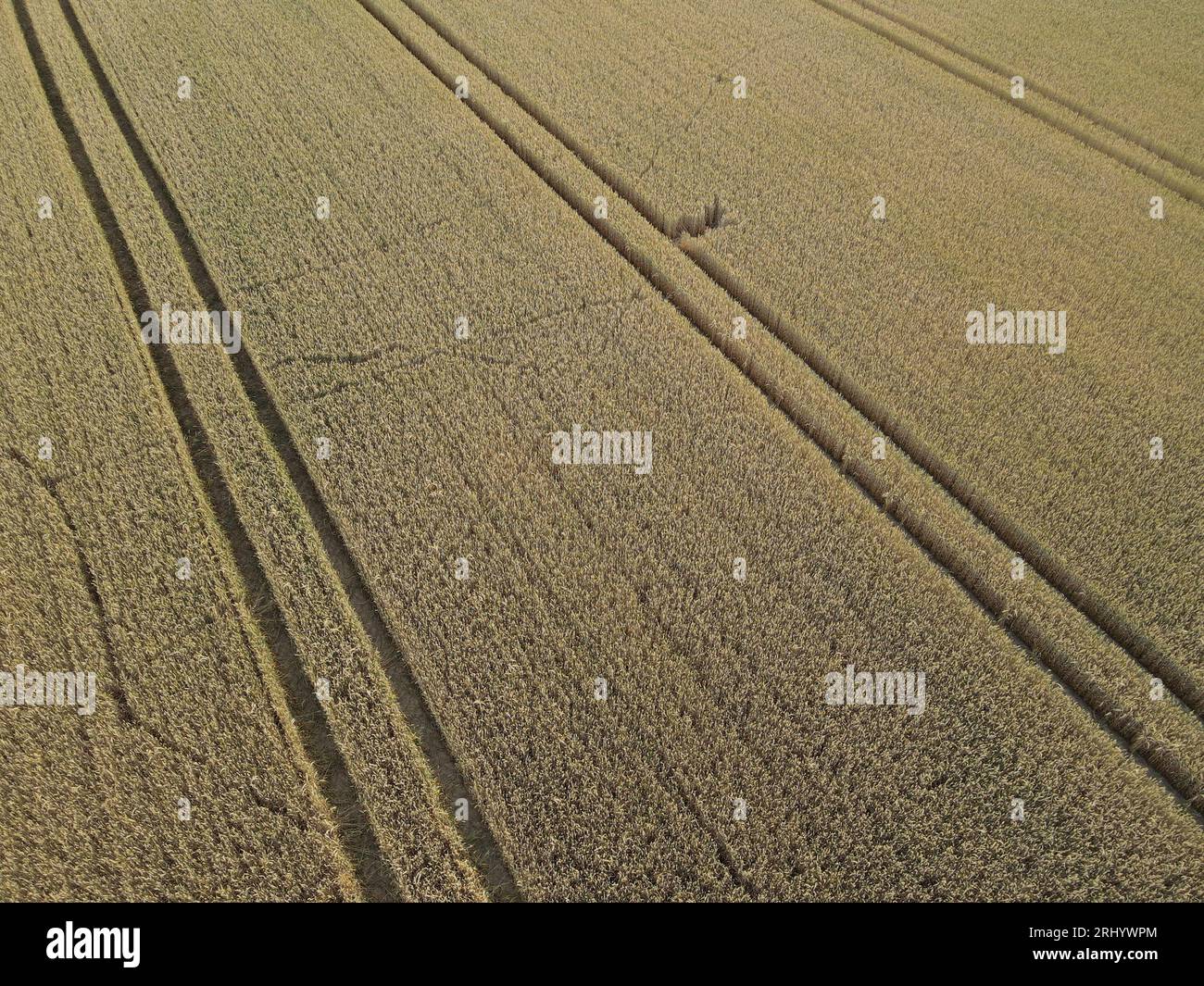 Ripe gold colored crop fields in the countryside in summer from above ...